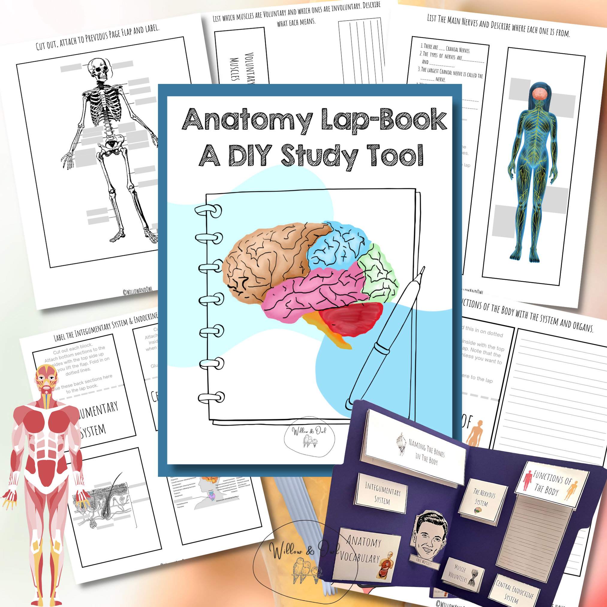 Anatomy and Physiology Lapbook & Study Tool - Etsy
