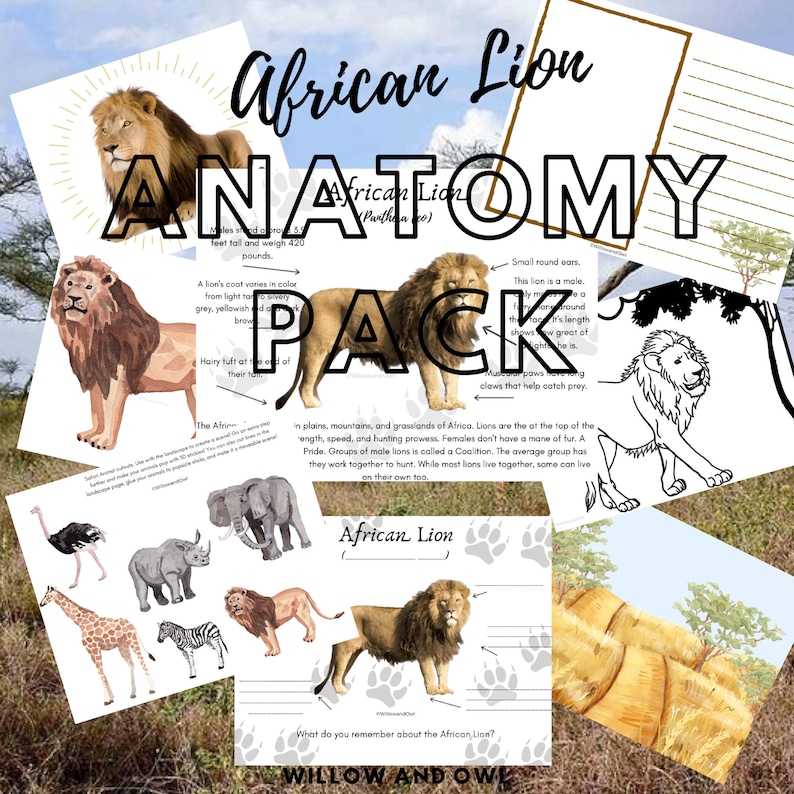African Lion Anatomy Pack With Activities - Etsy