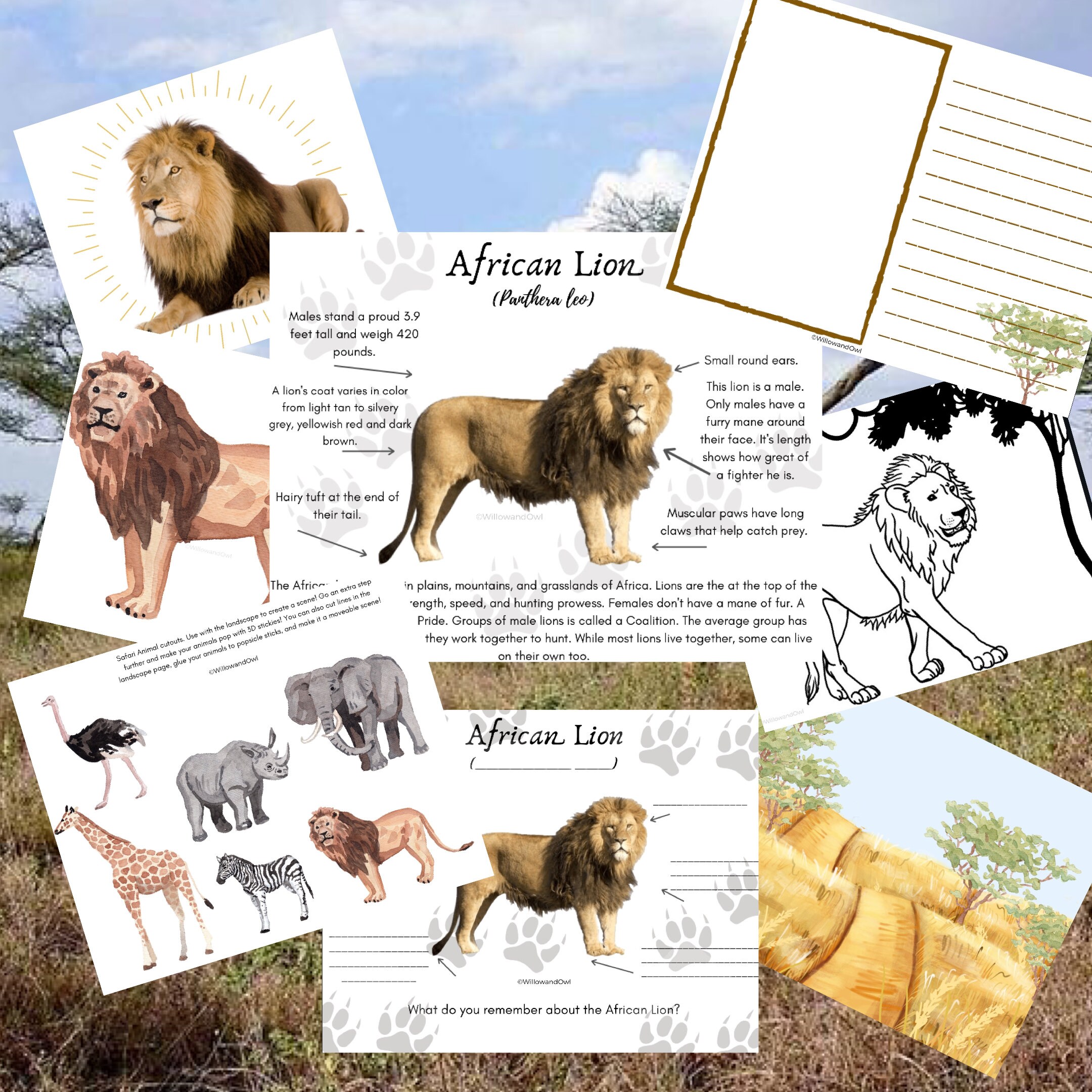 African Lion Anatomy Pack With Activities - Etsy