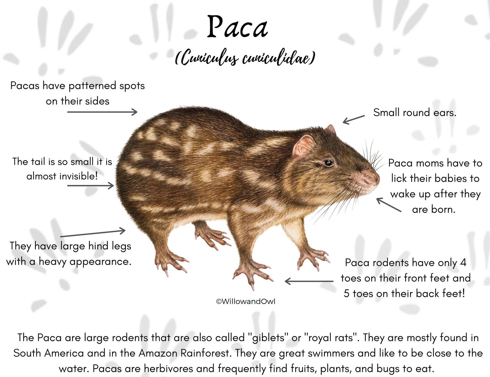 Paca Rainforest Animal Anatomy Pack for Amazon Study | Homeschool ...