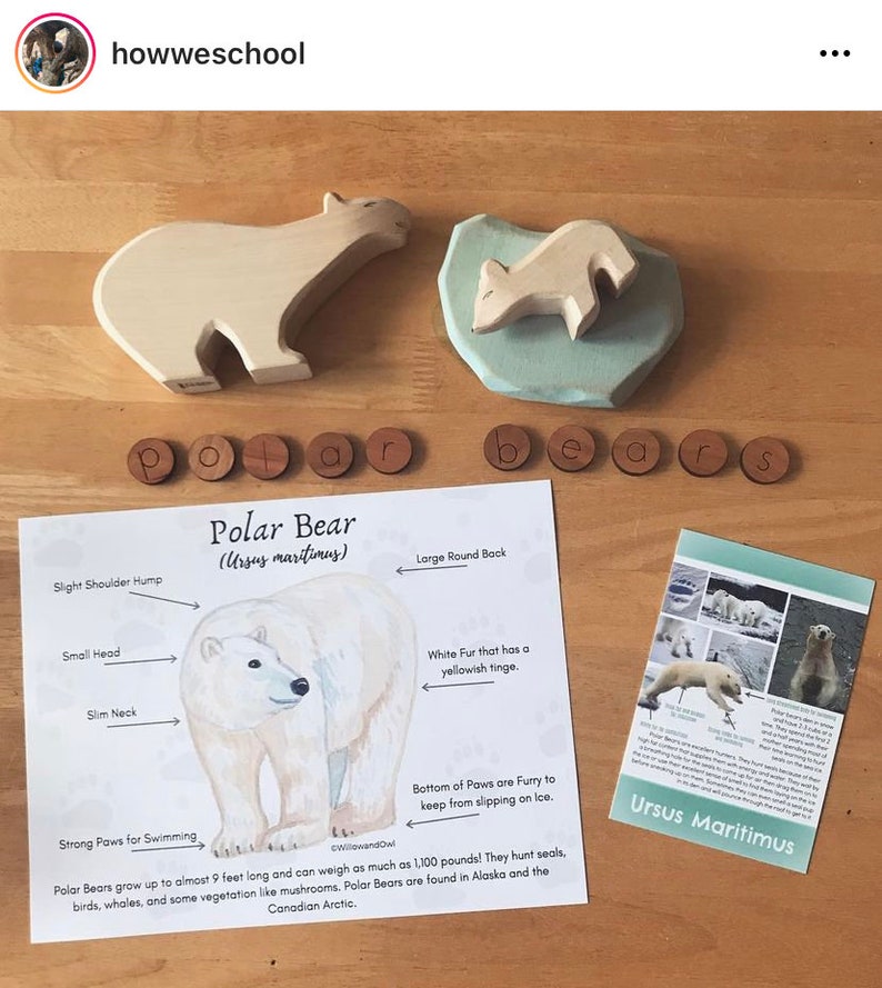 Polar Bear Anatomy Pack - Etsy