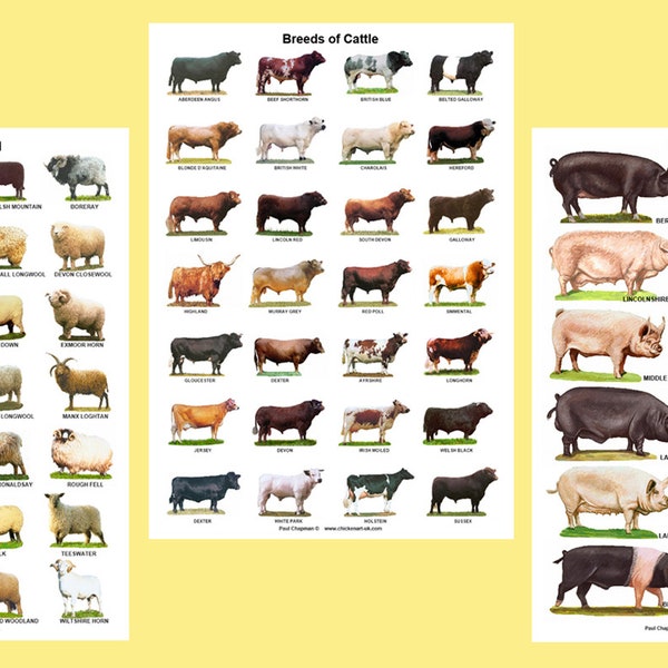 Cattle Breeds - Etsy