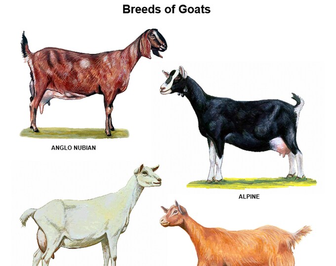 A4 Posters. Breeds of Goats - Etsy