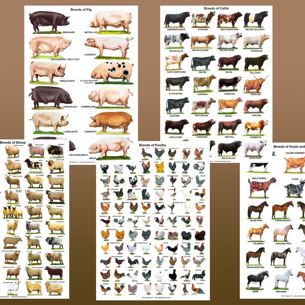 Cow Sheep Pig - Etsy