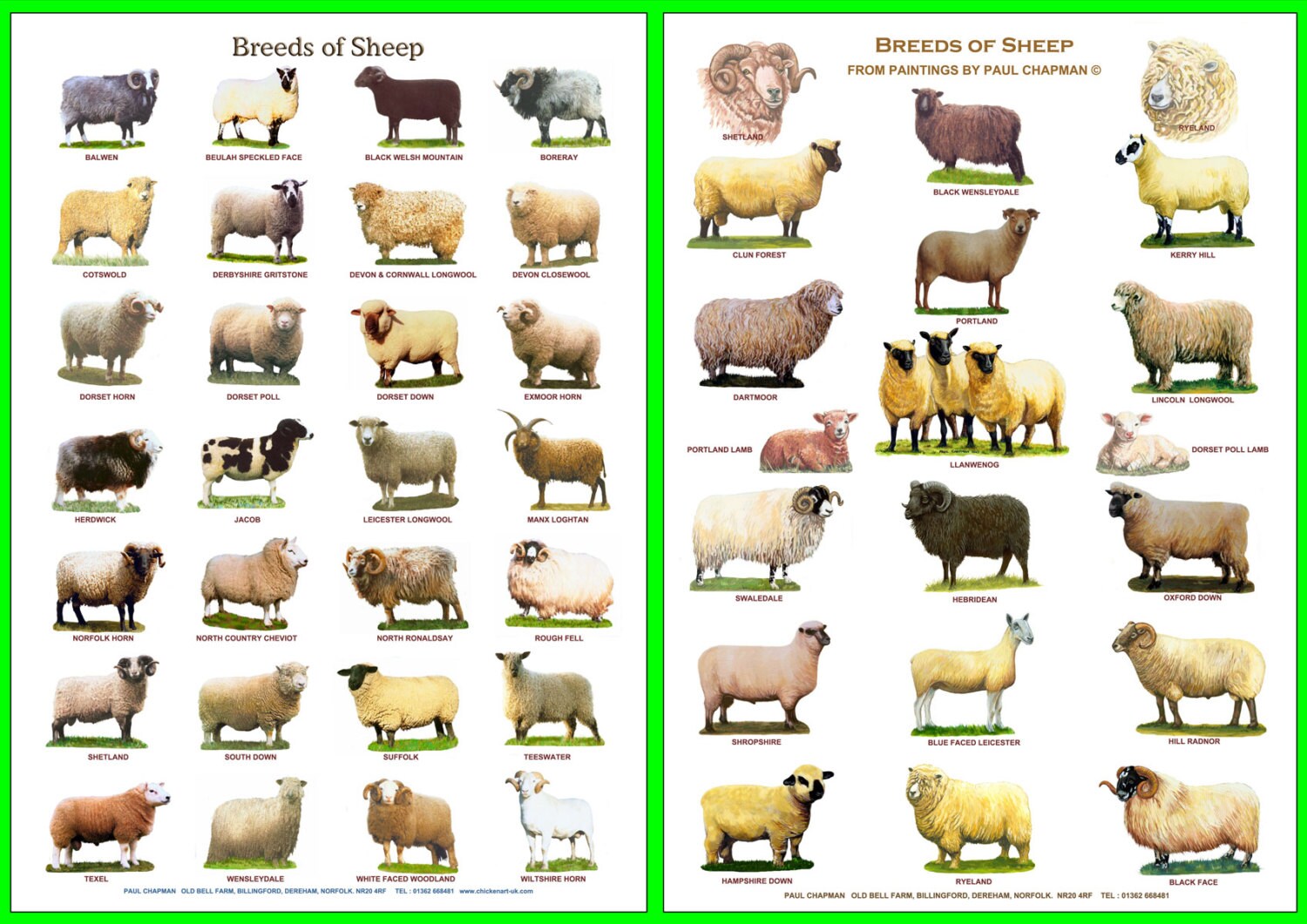 A4 Laminated Posters.Breeds of Sheep 2 different posters | Etsy