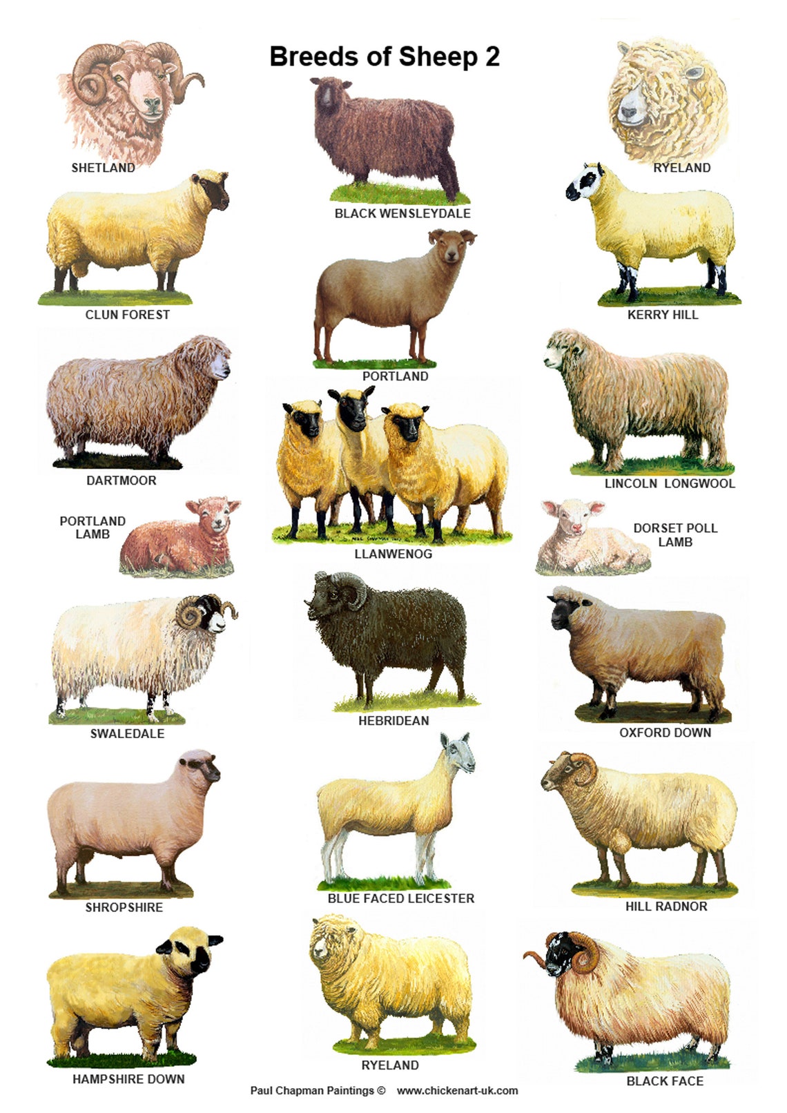 A4 Laminated Posters.Breeds of Sheep 2 different posters | Etsy