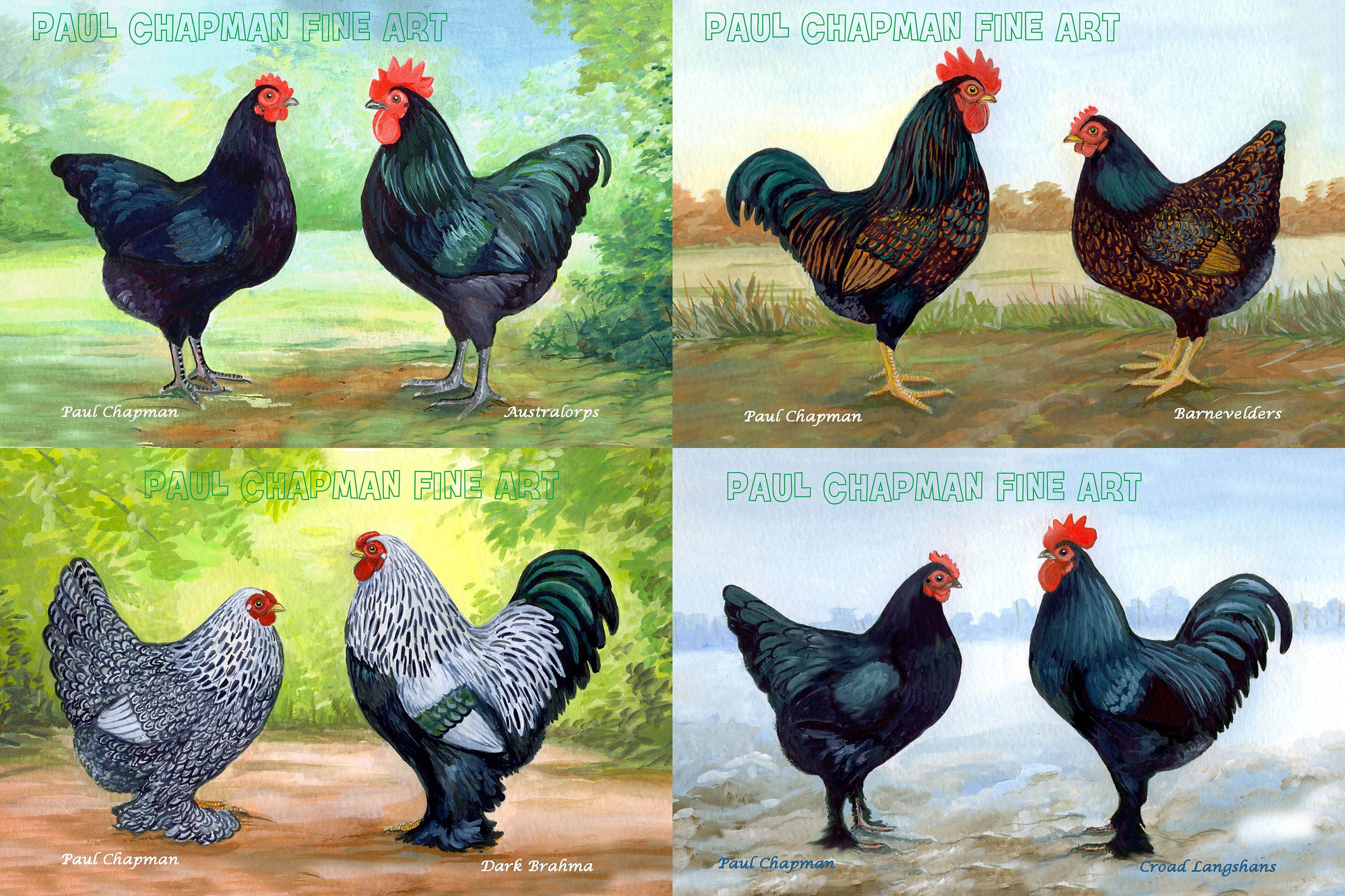 Blue Langshan Chicken