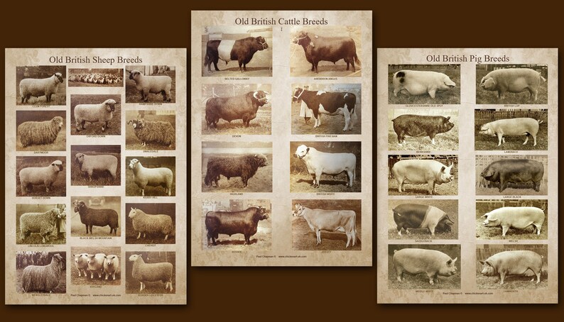 A4 Posters. Vintage British Breeds of Cattle Sheep or Pigs - Etsy
