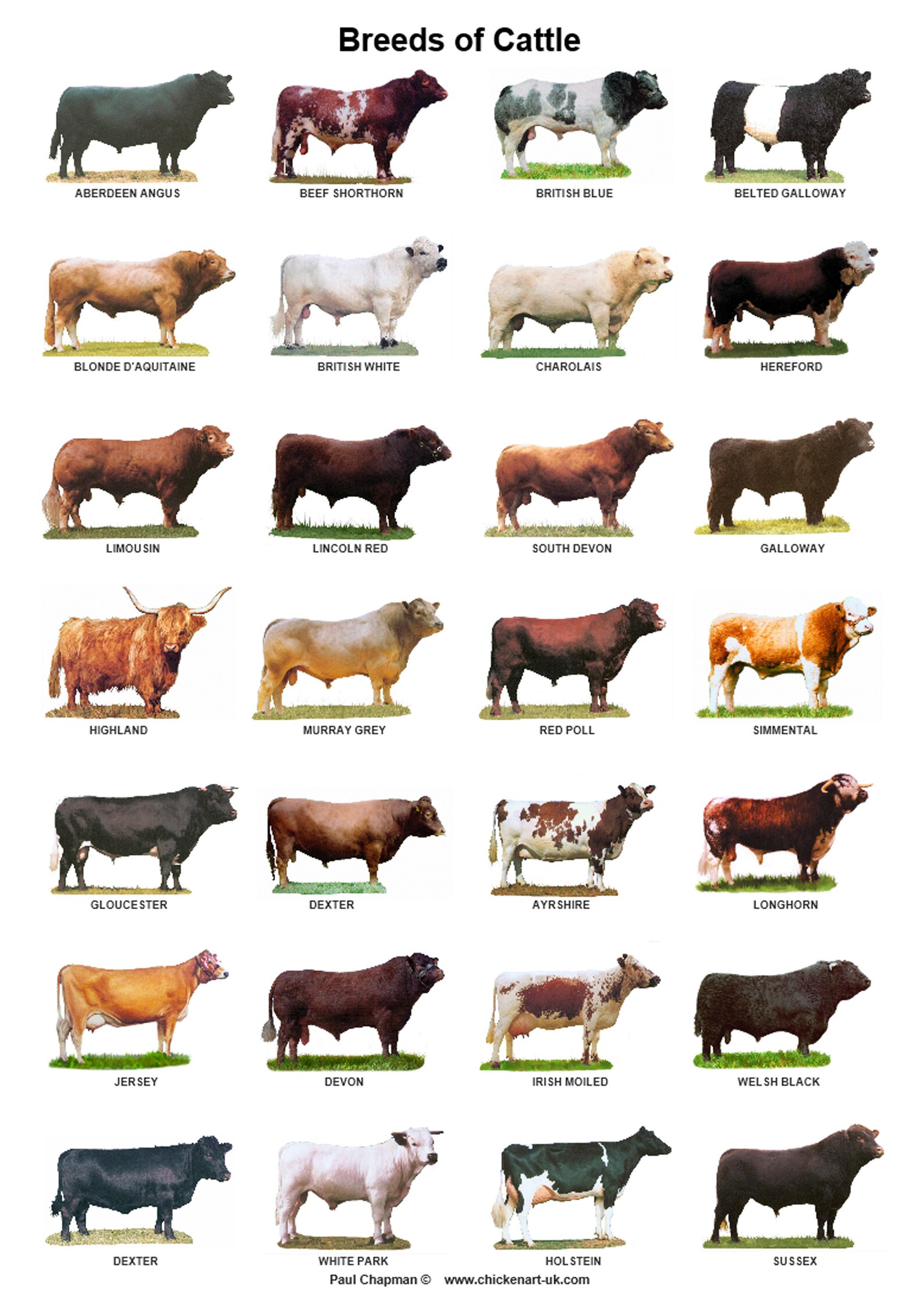 A4-posters. Rassen van runderen schapen of varkens - Etsy Nederland