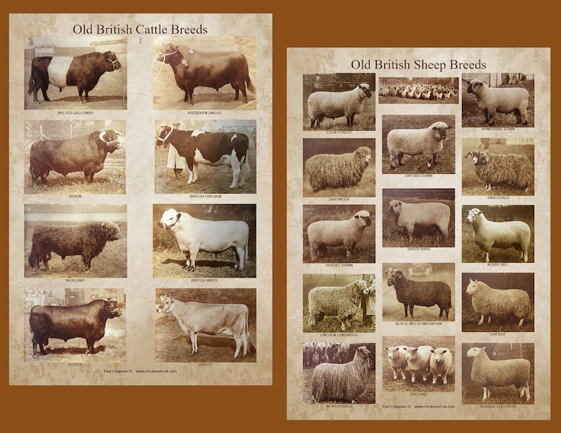 A4 Posters. Vintage British Breeds of Cattle Sheep or Pigs - Etsy