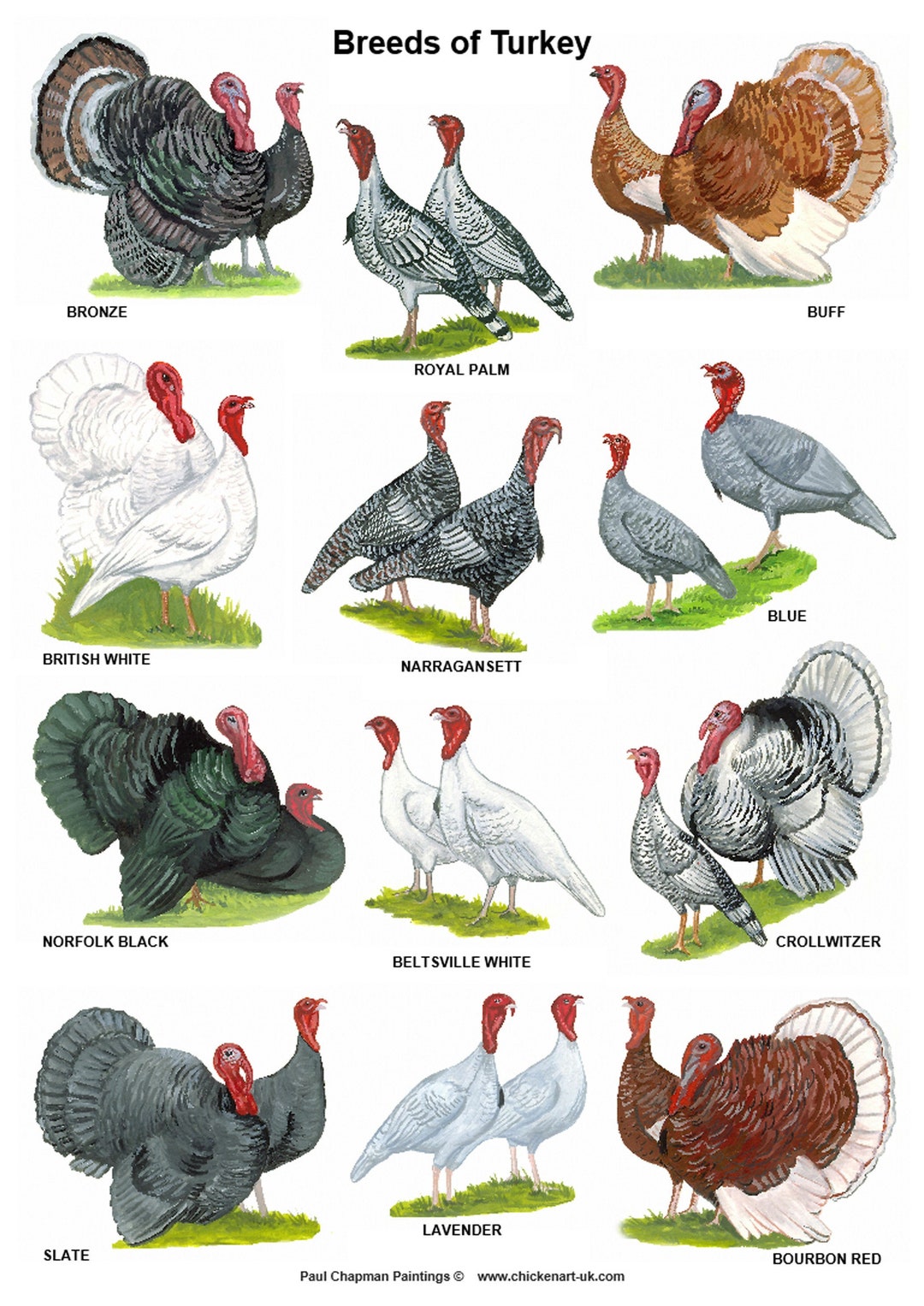 A4 Posters. Breeds of Turkey - Etsy
