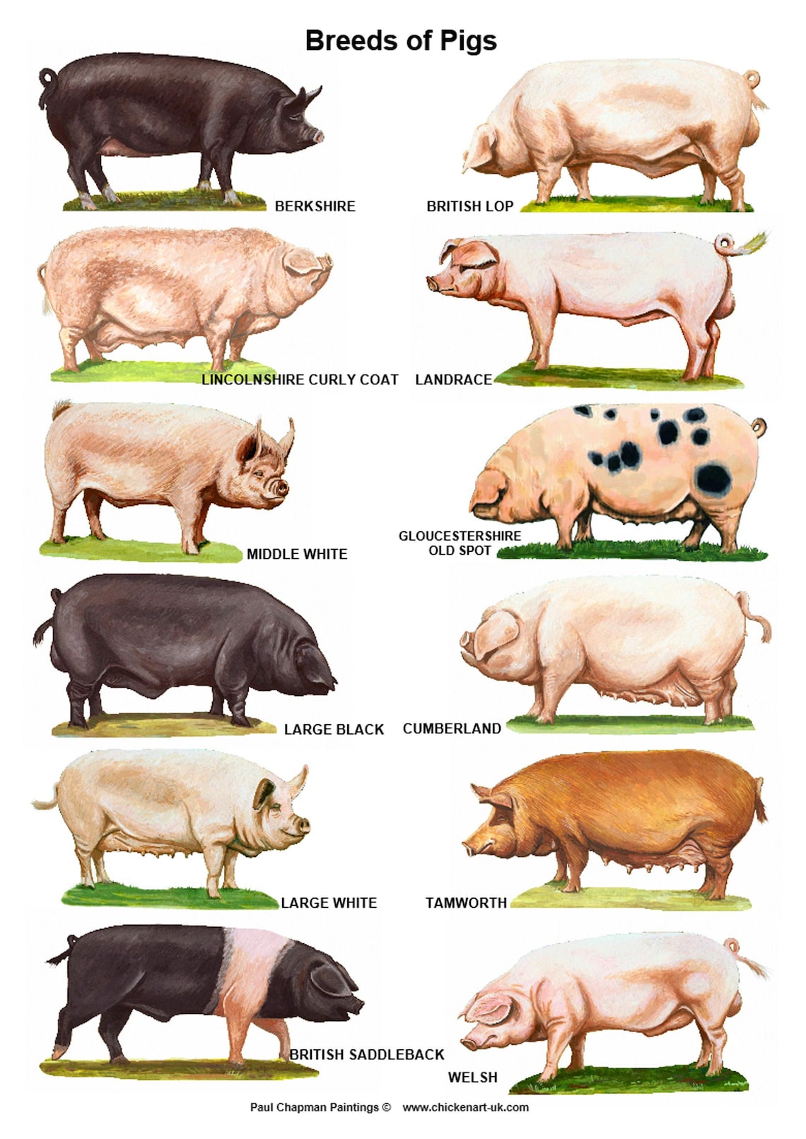 A4 Posters. Breeds of Pigs - Etsy