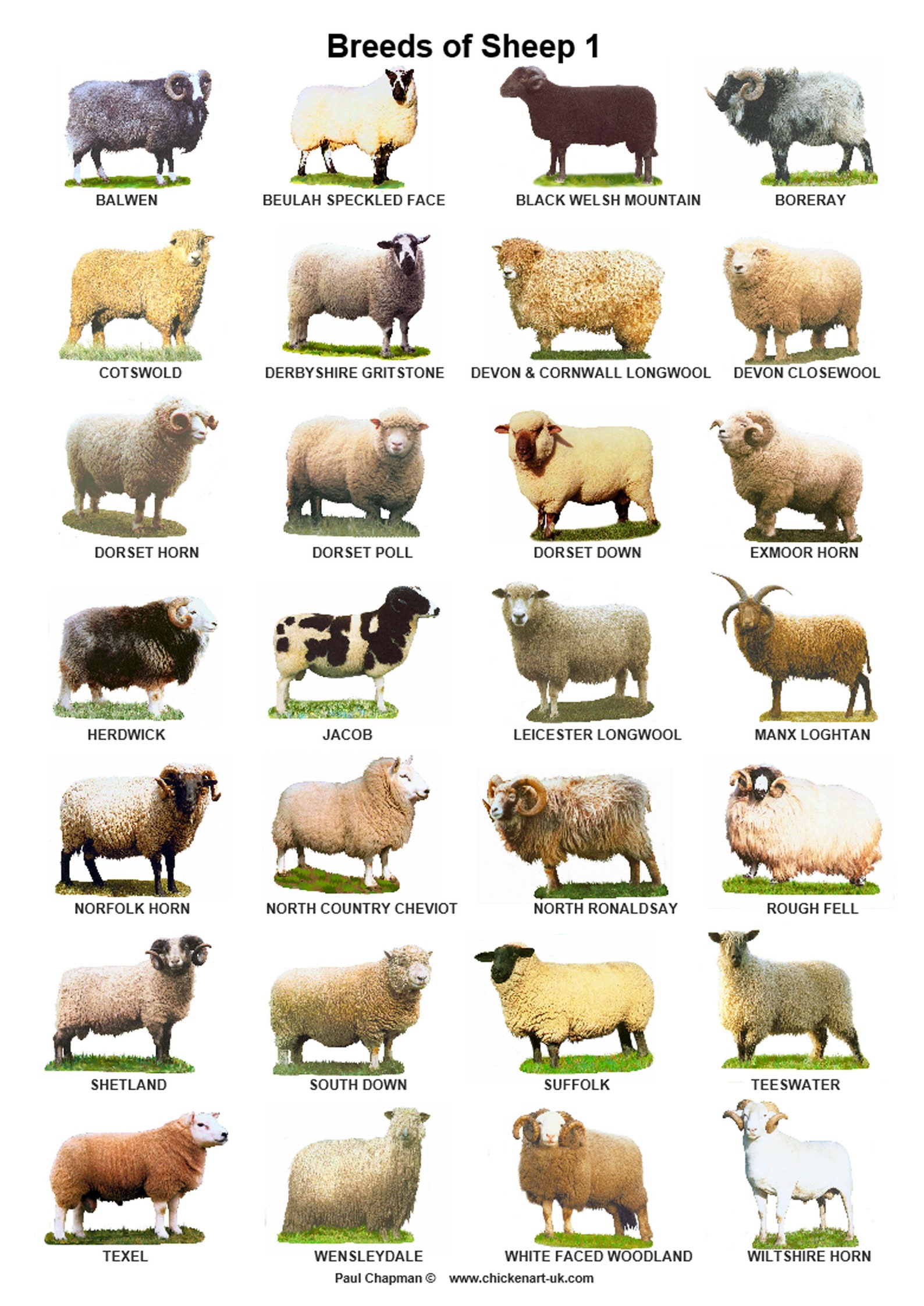 A4-posters. Rassen van runderen schapen of varkens - Etsy Nederland