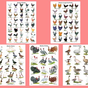 Types of Ducks Poster - Etsy