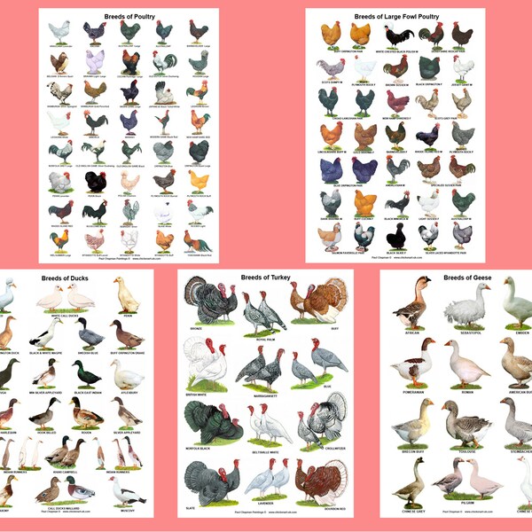 Chicken Breeds Poster - Etsy