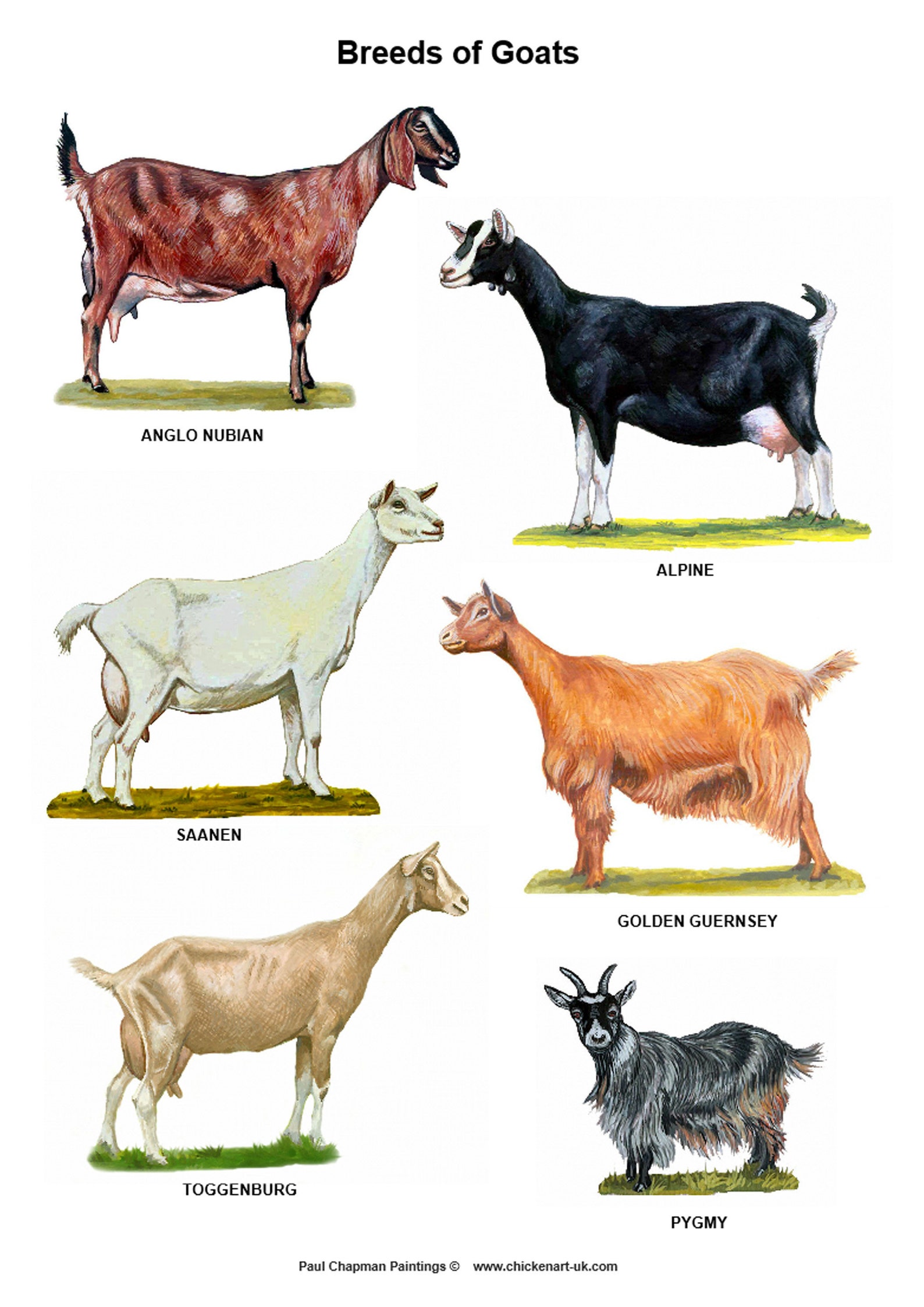 A4 Posters. Breeds of Goats - Etsy