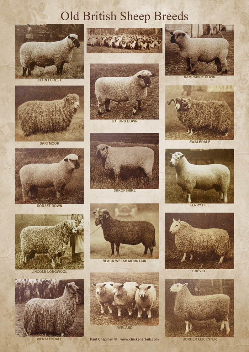 A4 Posters. Vintage British Breeds of Cattle Sheep or Pigs - Etsy