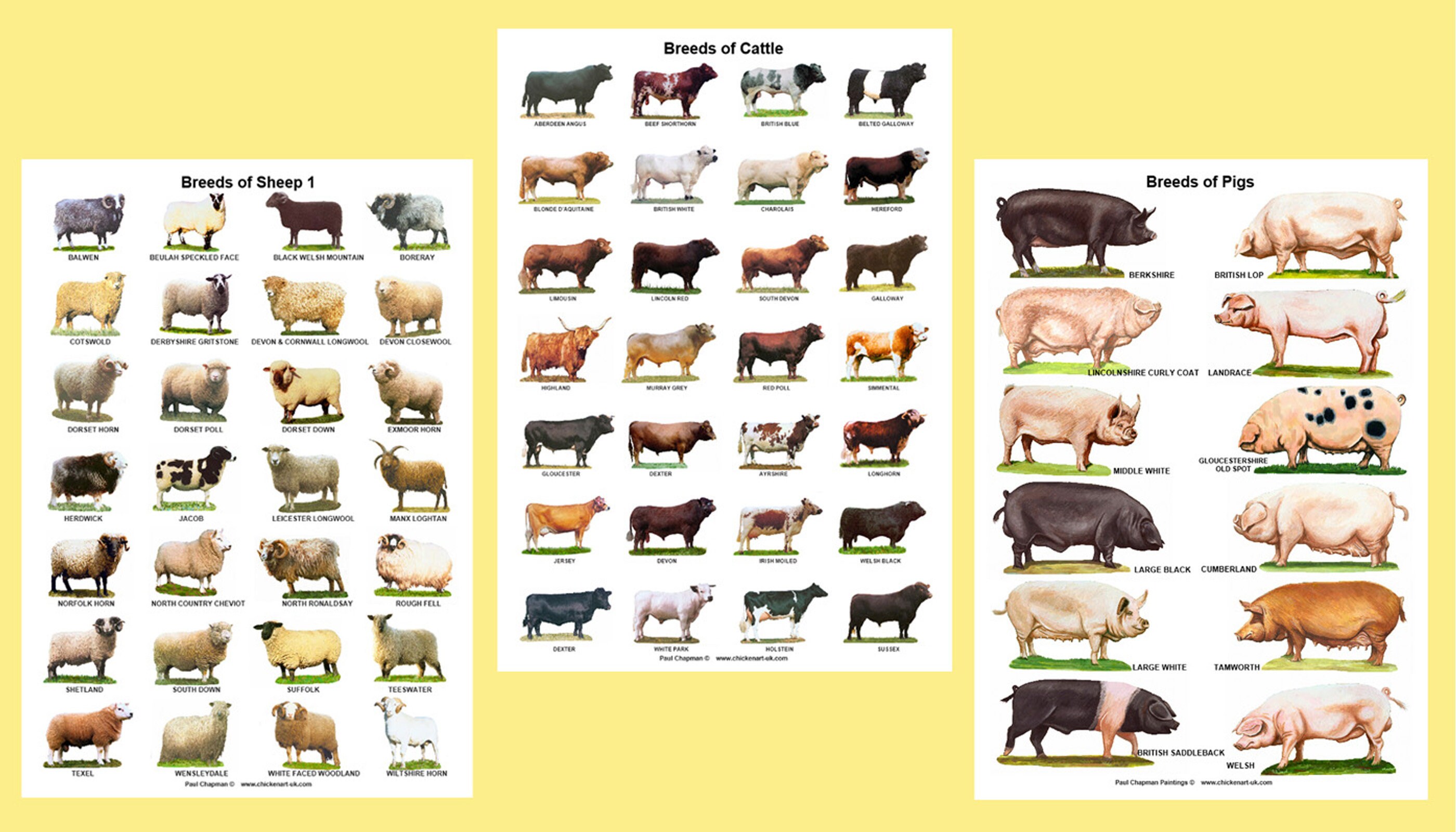 A4 Laminated Posters. Breeds of Cattle Sheep or Pigs - Etsy UK