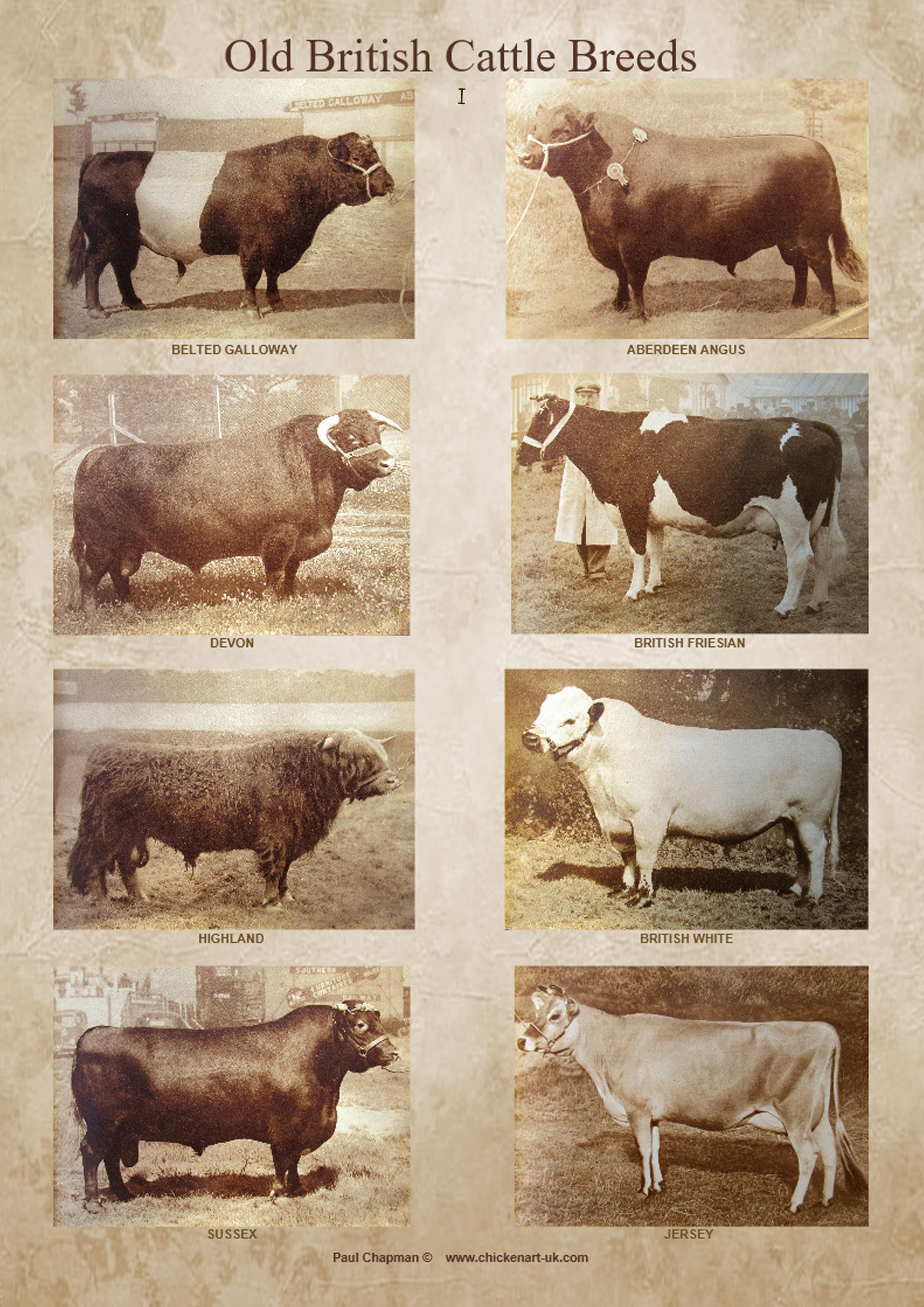 A4 Posters. Vintage British Breeds of Cattle Sheep or Pigs - Etsy