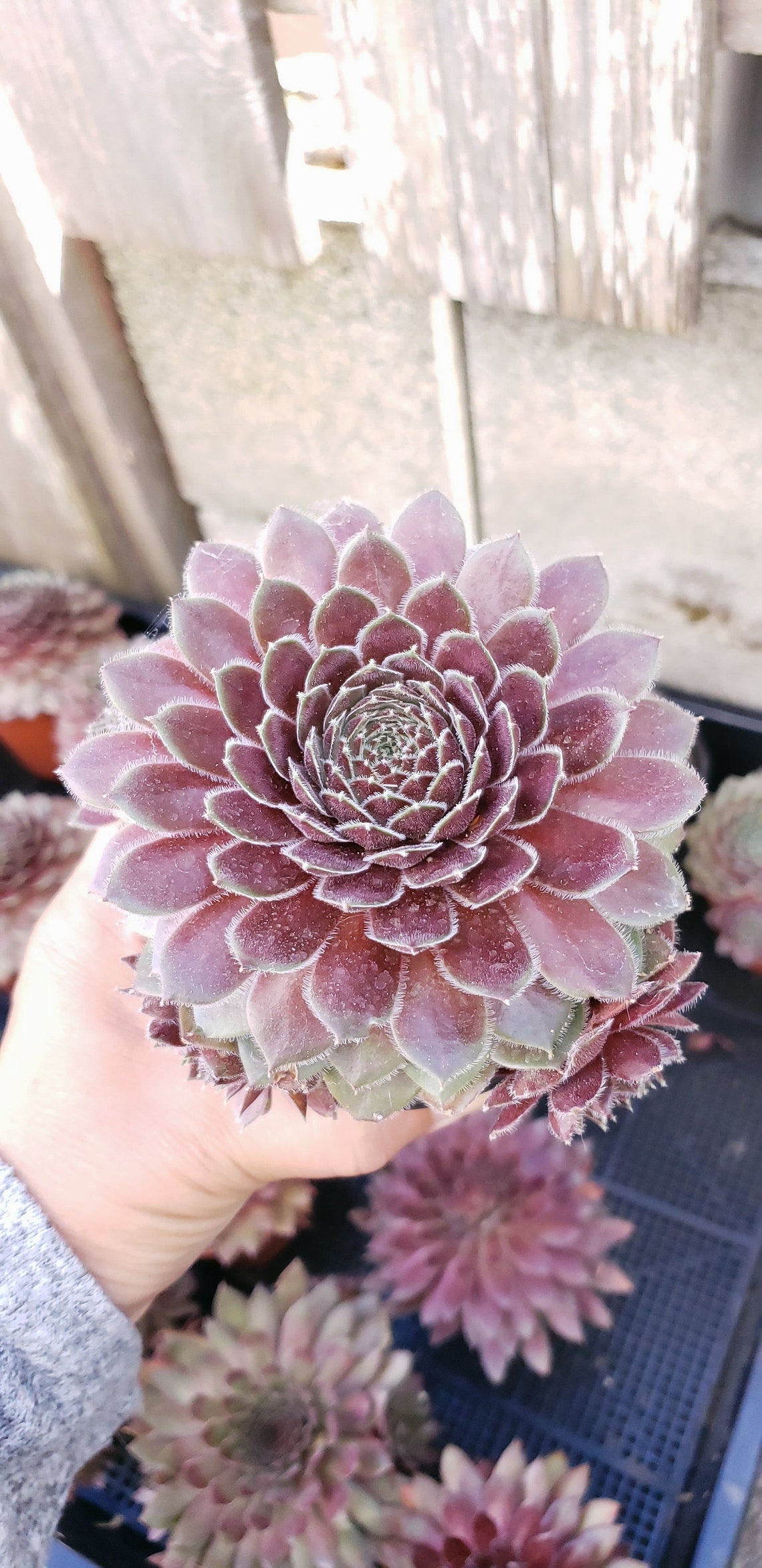 Succulent Sempervivum 2.5 pot. New | Etsy