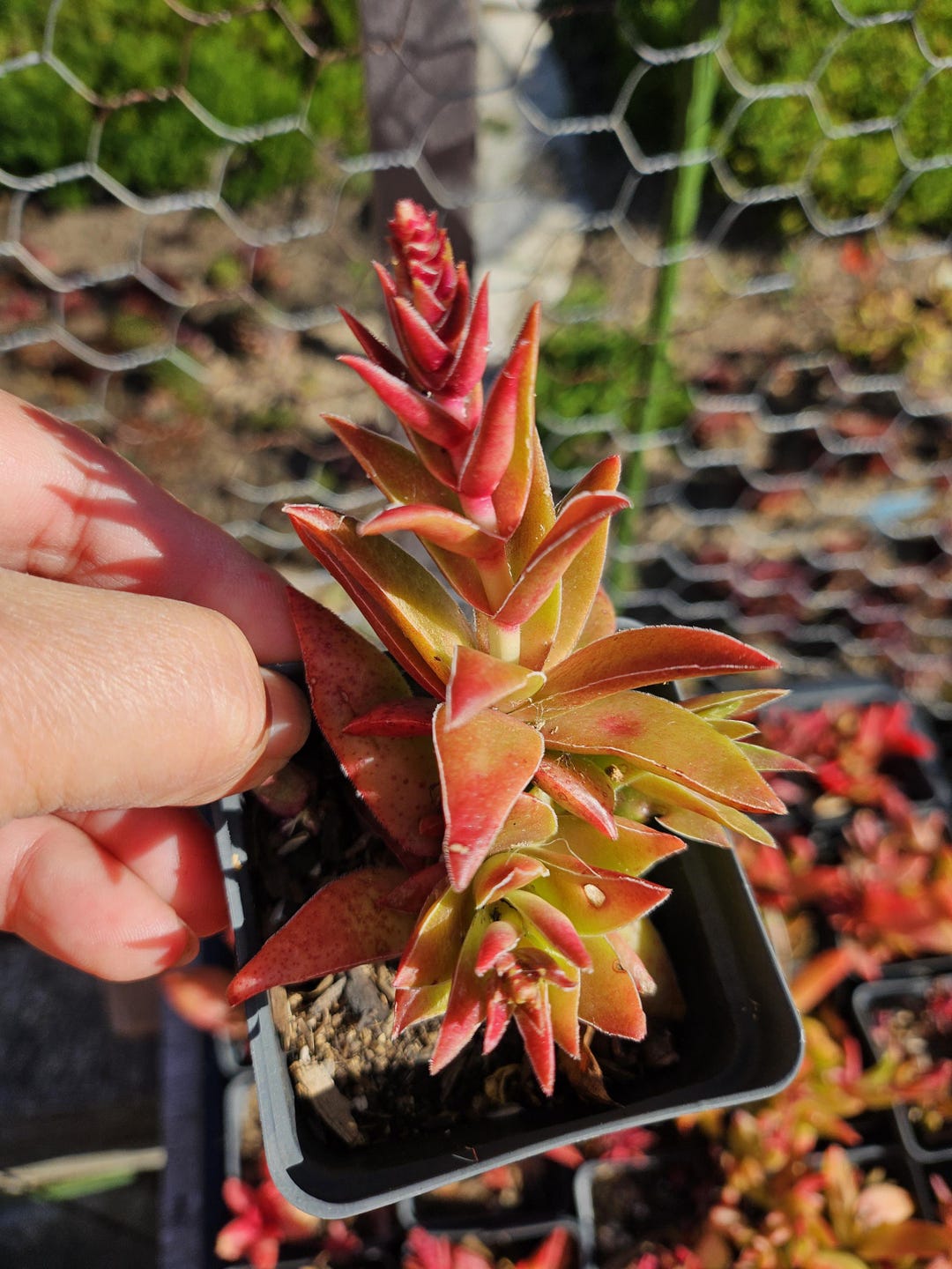 RED, Crassula Sharks Tooth: This Plant for Outdoor FULL SUN Only ...