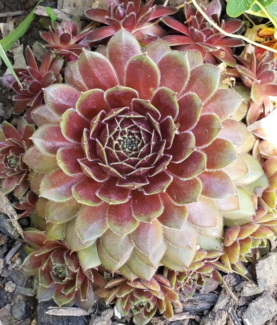 Succulent Sempervivum 2.5 pot. New | Etsy