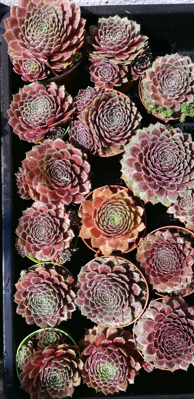 Succulent Sempervivum 2.5 pot. New | Etsy