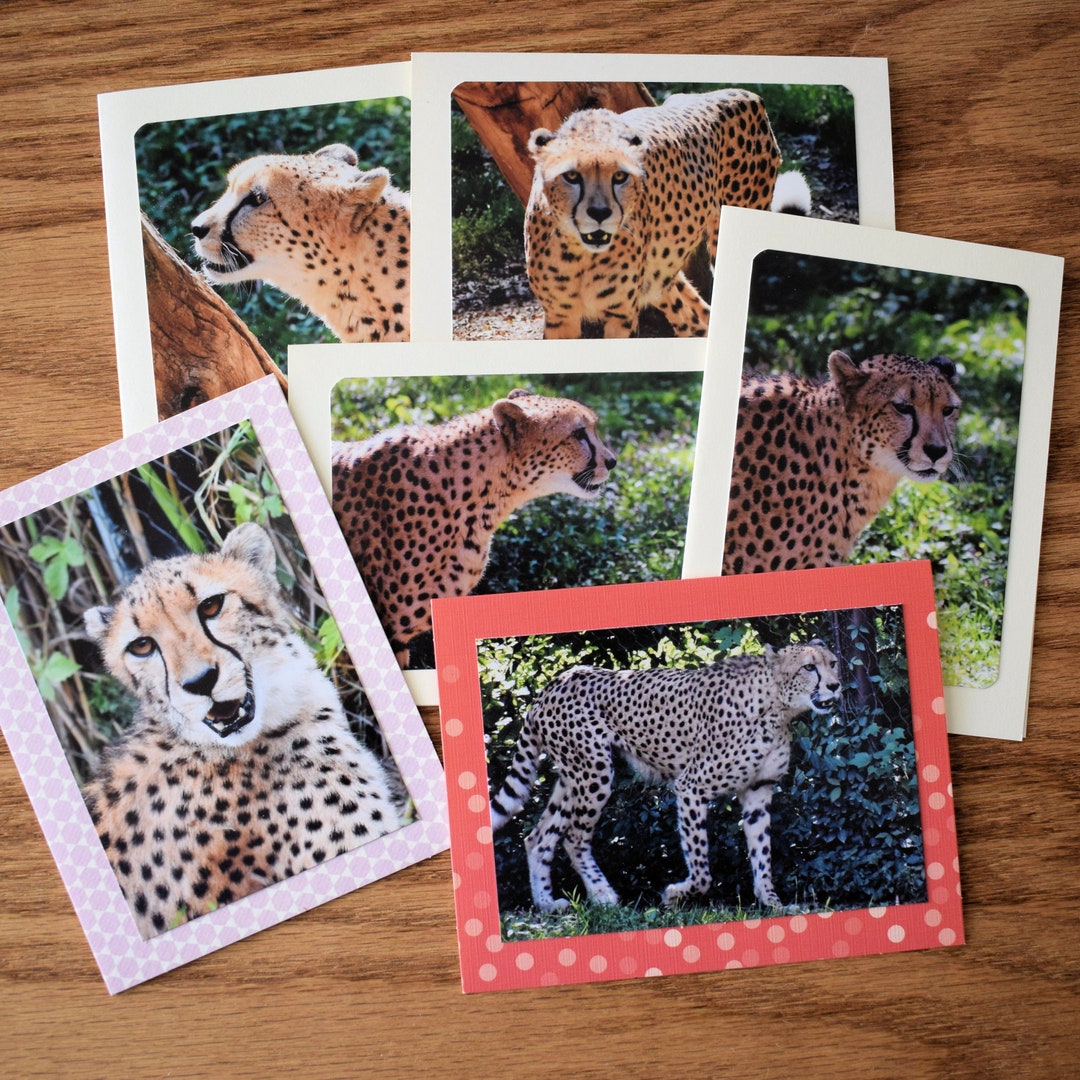 Boxed Note Card Set; Cheetah Note Cards; Set of 6 All Occasion Cards ...