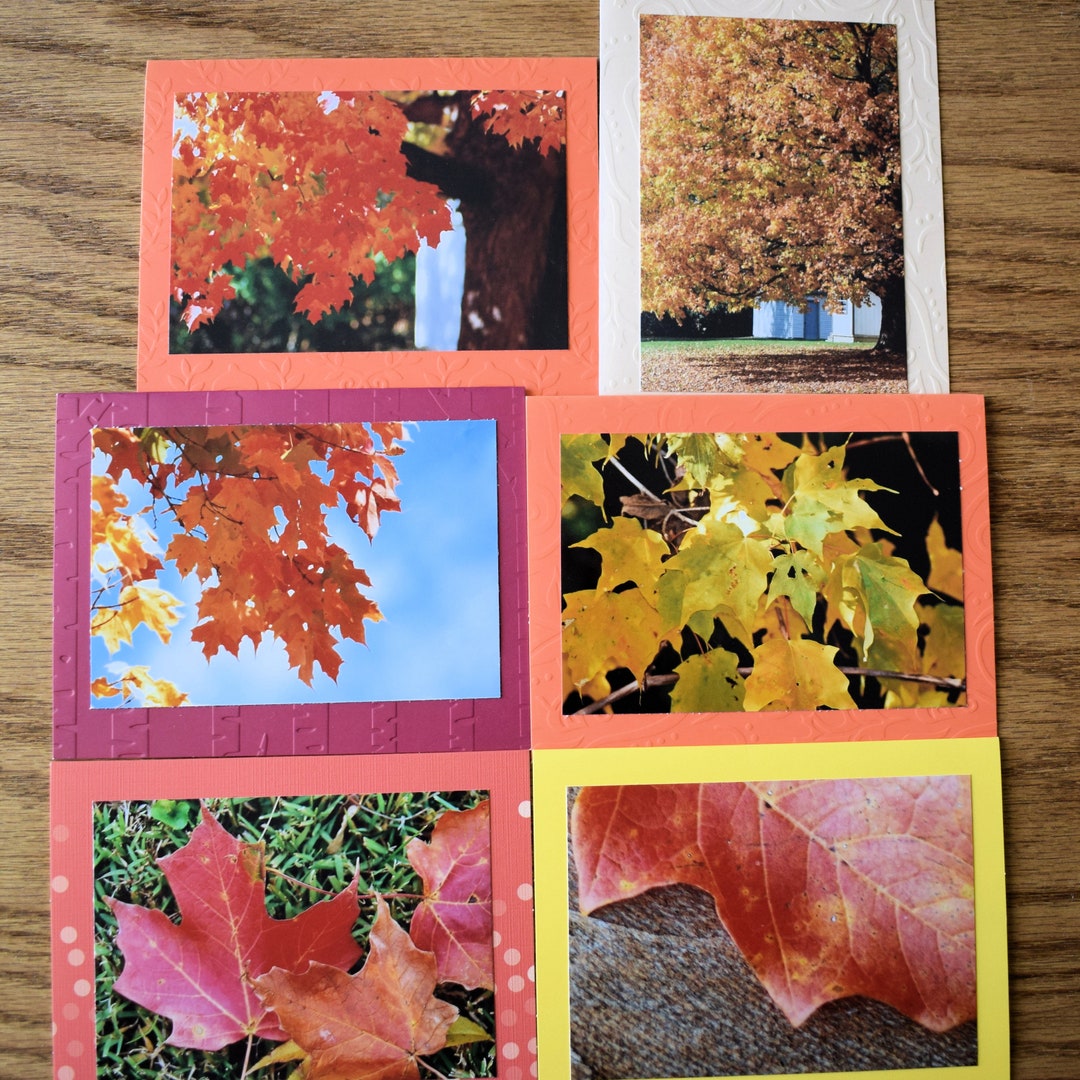 Boxed Autumn Note Card Set Fall Leaves Note Cards Set of 6 - Etsy