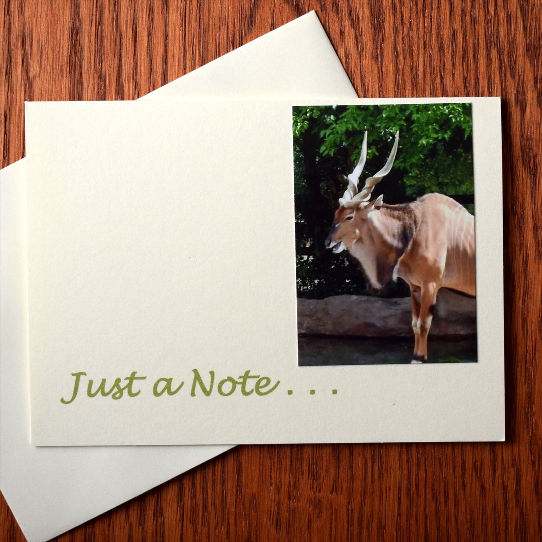 SALE 4 X 5.5 Blank Note Card Thinking of You Card Animal Note Card ...