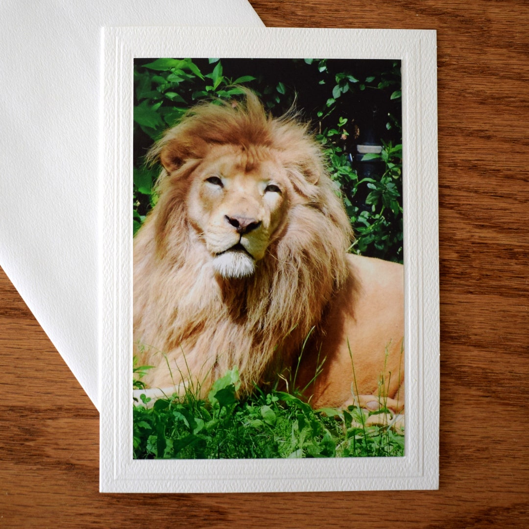 5x7 Note Card Lion on 5x7 Blank Greeting Card Father's Day Card ...