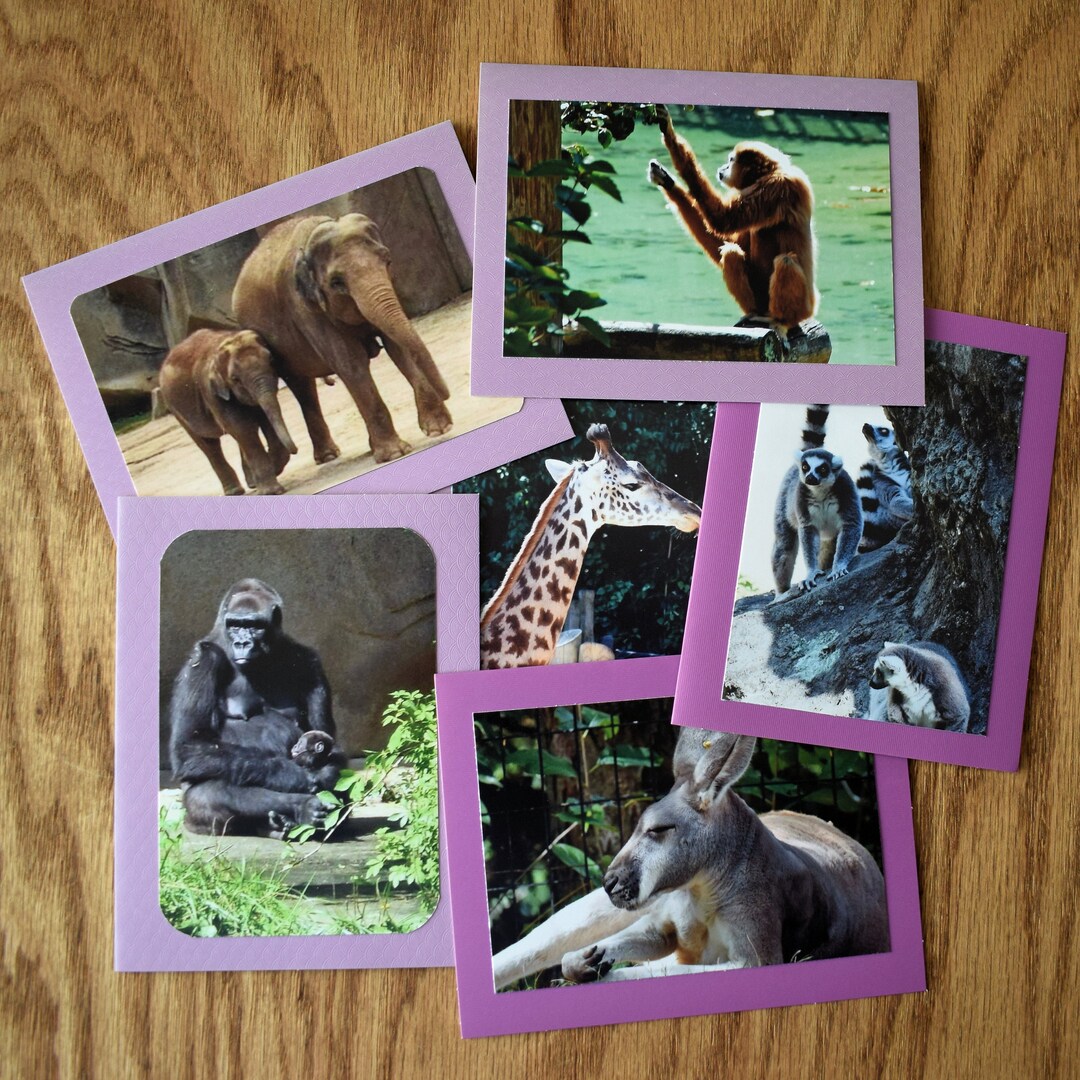 Boxed Note Card Set; Zoo Animals Note Cards; Set of 6 All Occasion ...