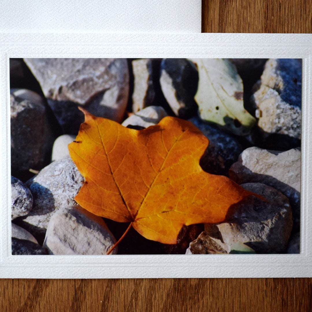 5x7 Blank Note Card Fall Leaf on Photo Note Card Fall Photo Greeting ...