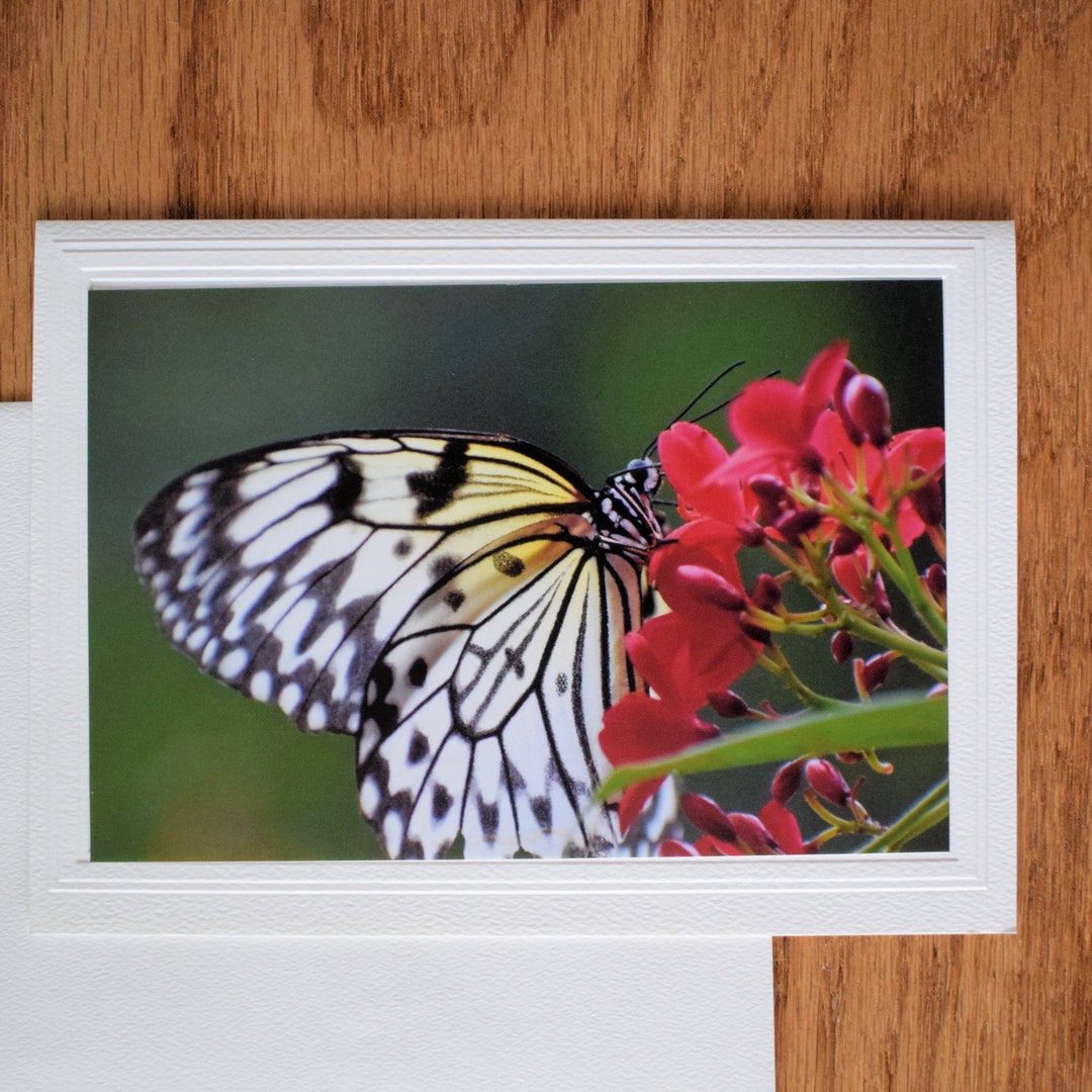5x7 Butterfly Blank Note Card; Black & White Butterfly on 5x7 Note Card ...
