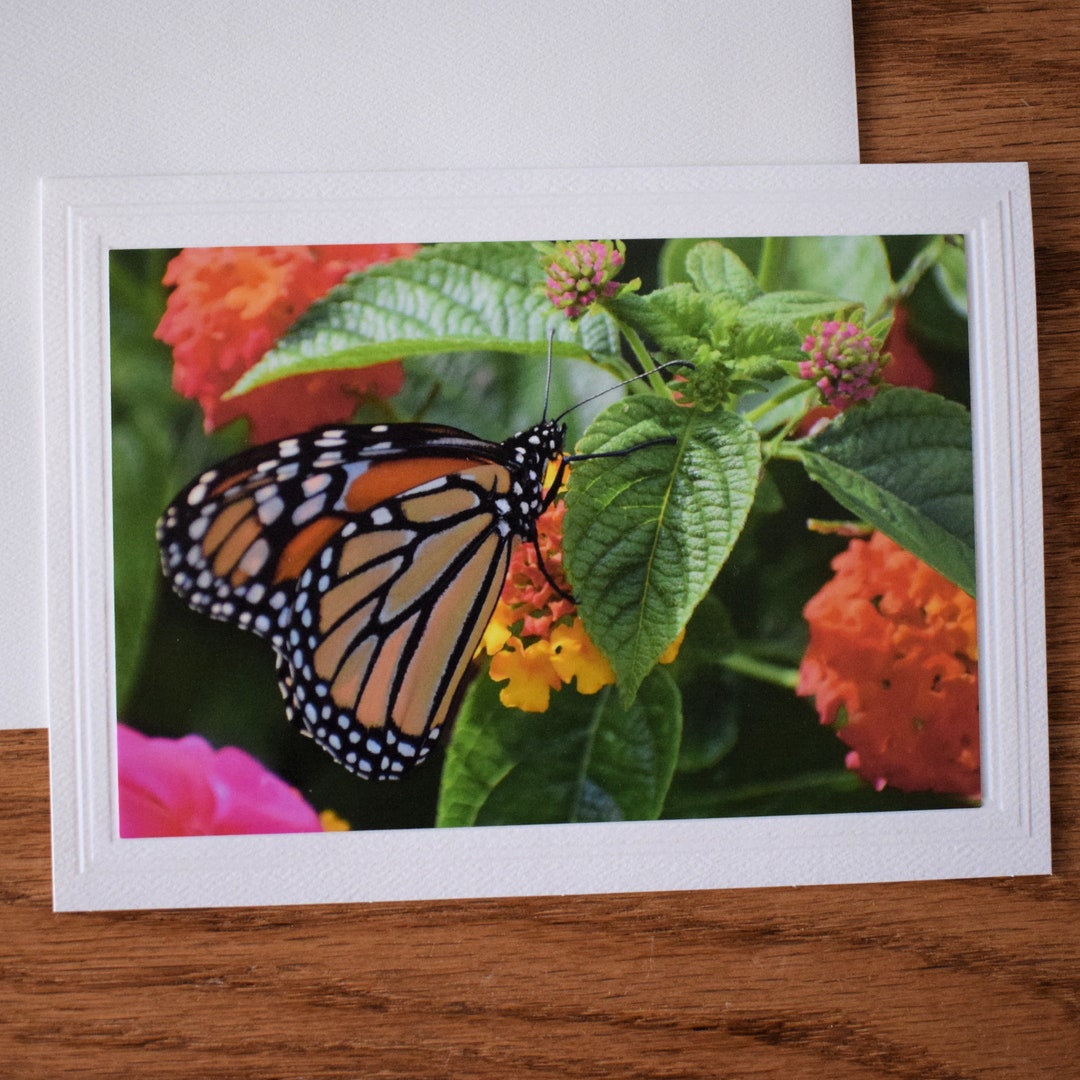 Monarch Butterfly Note Card: 5x7 Blank Friendship Card - Etsy