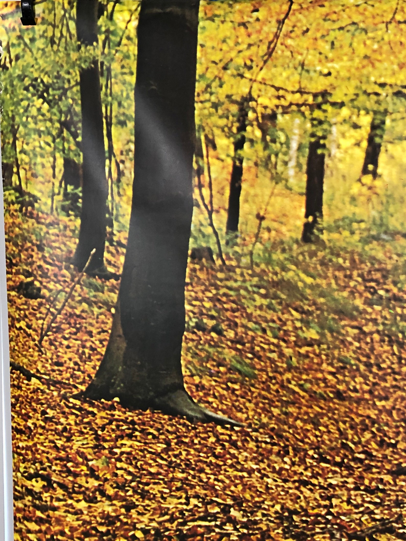 Vintage 70's Oversized Trees Forest and Leaves Picture | Etsy