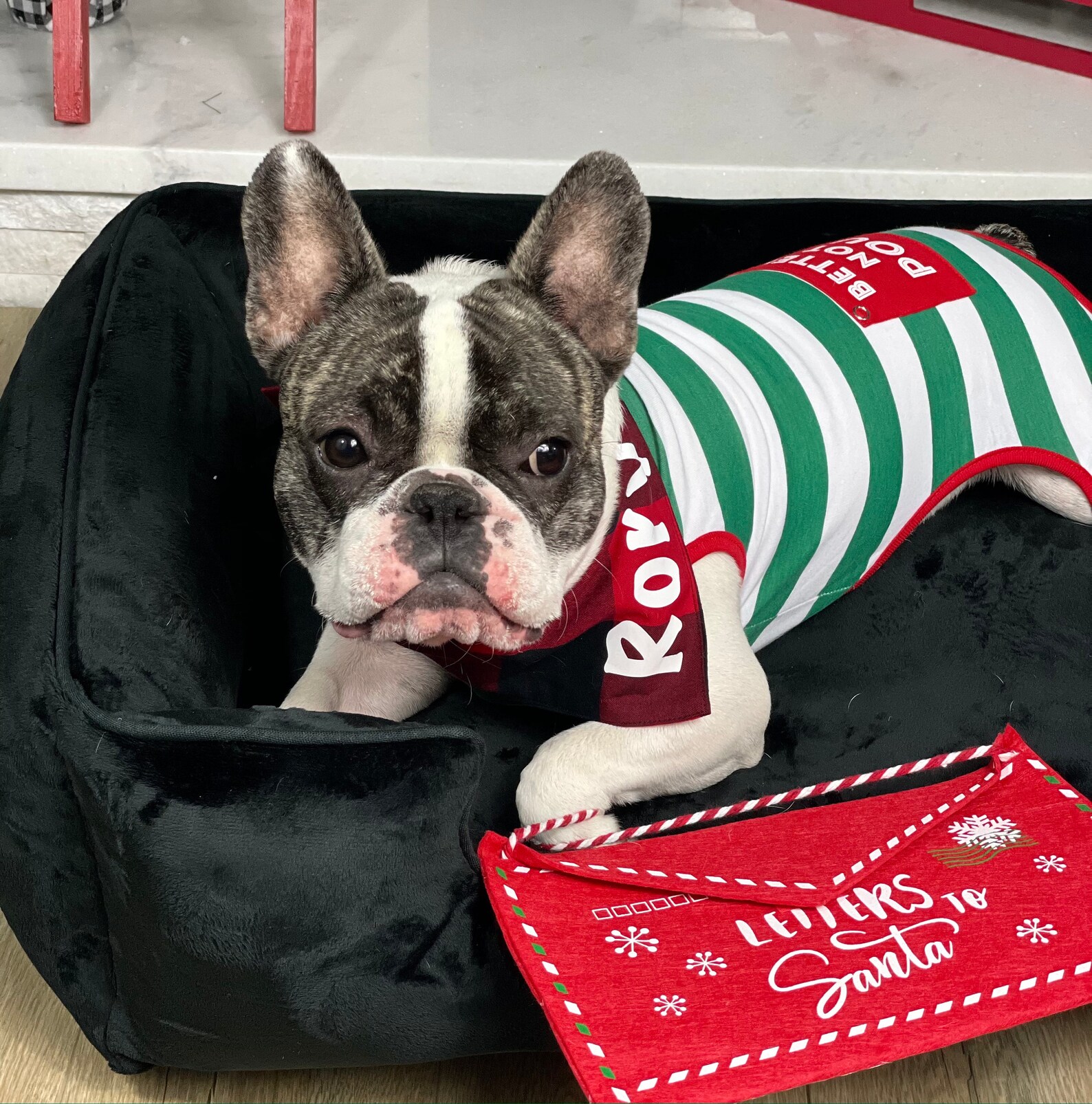 Black Velvet Dog Bed Soft Dog Bed Made From Minky Soft - Etsy