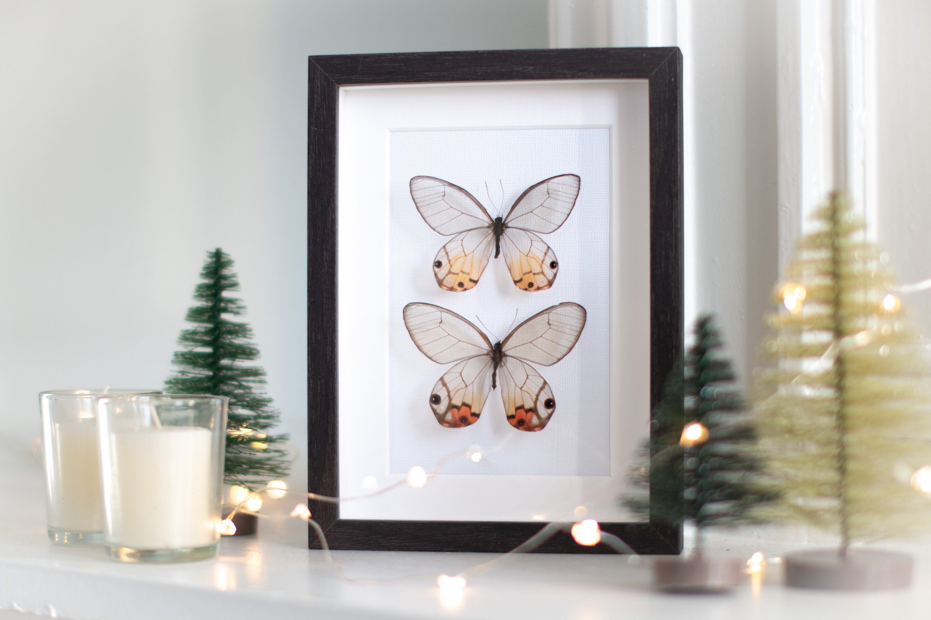 Framed amber phantoms, Haetera piera