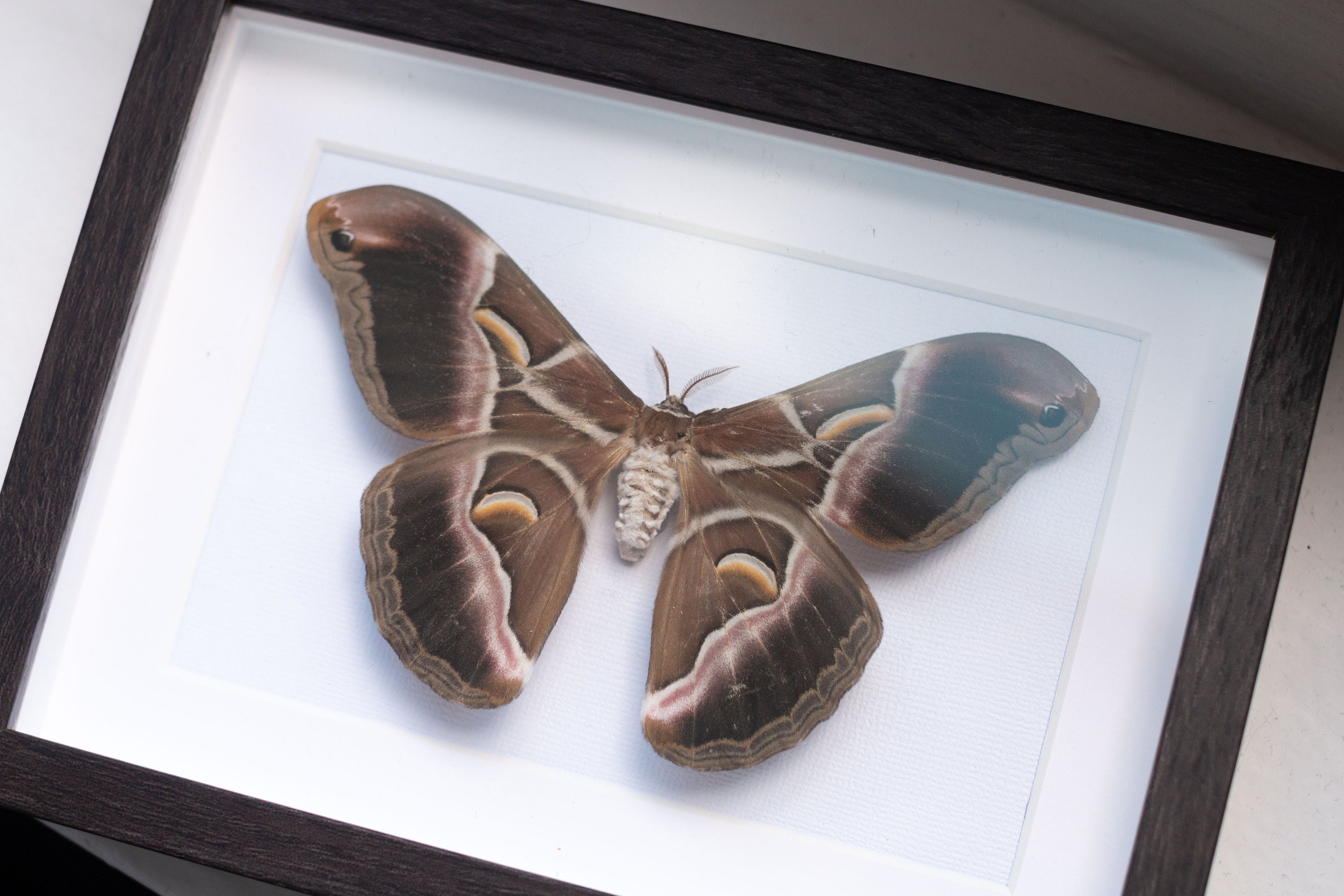 Samia cynthia ricini