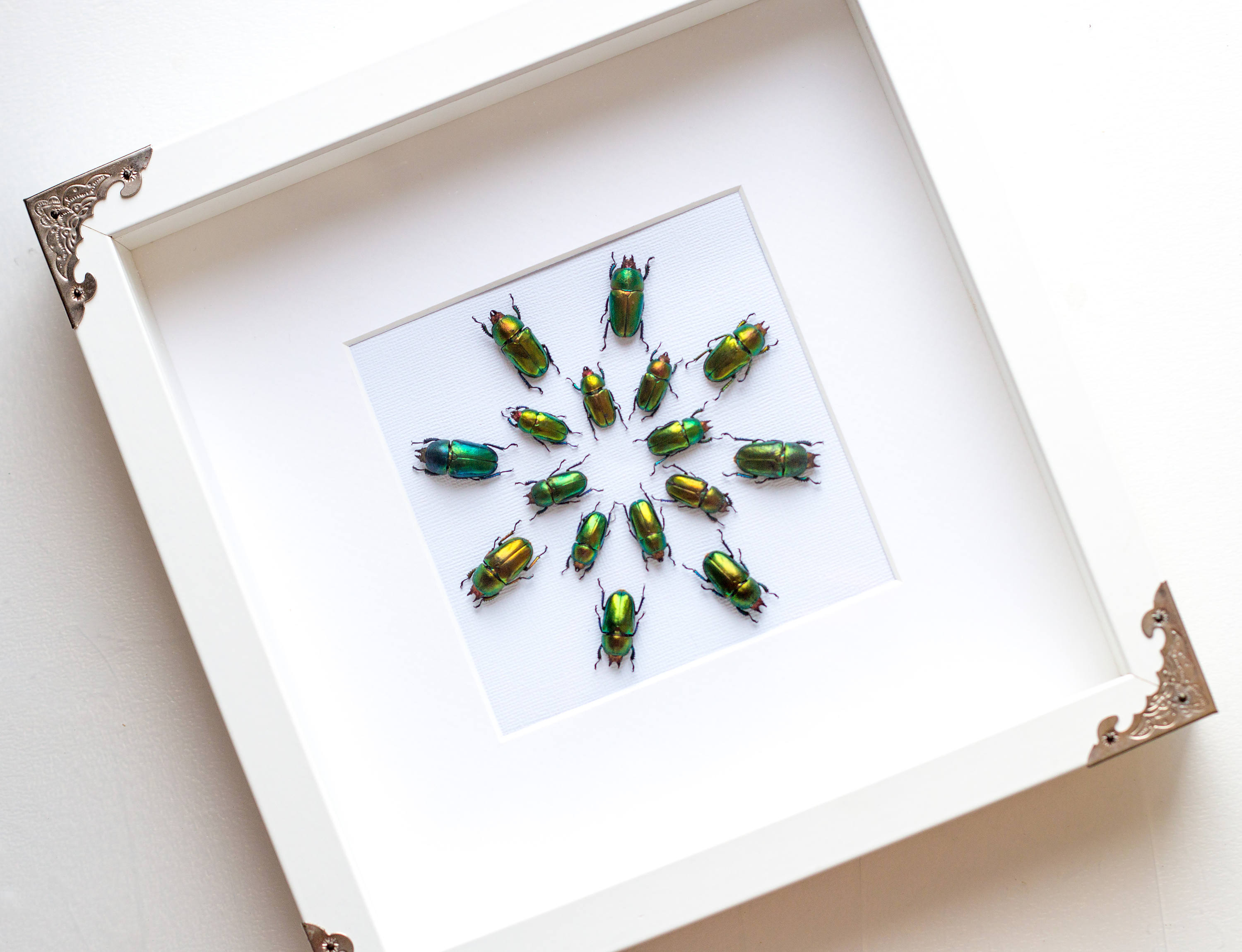 Framed beetles, Lamprima adolphinae