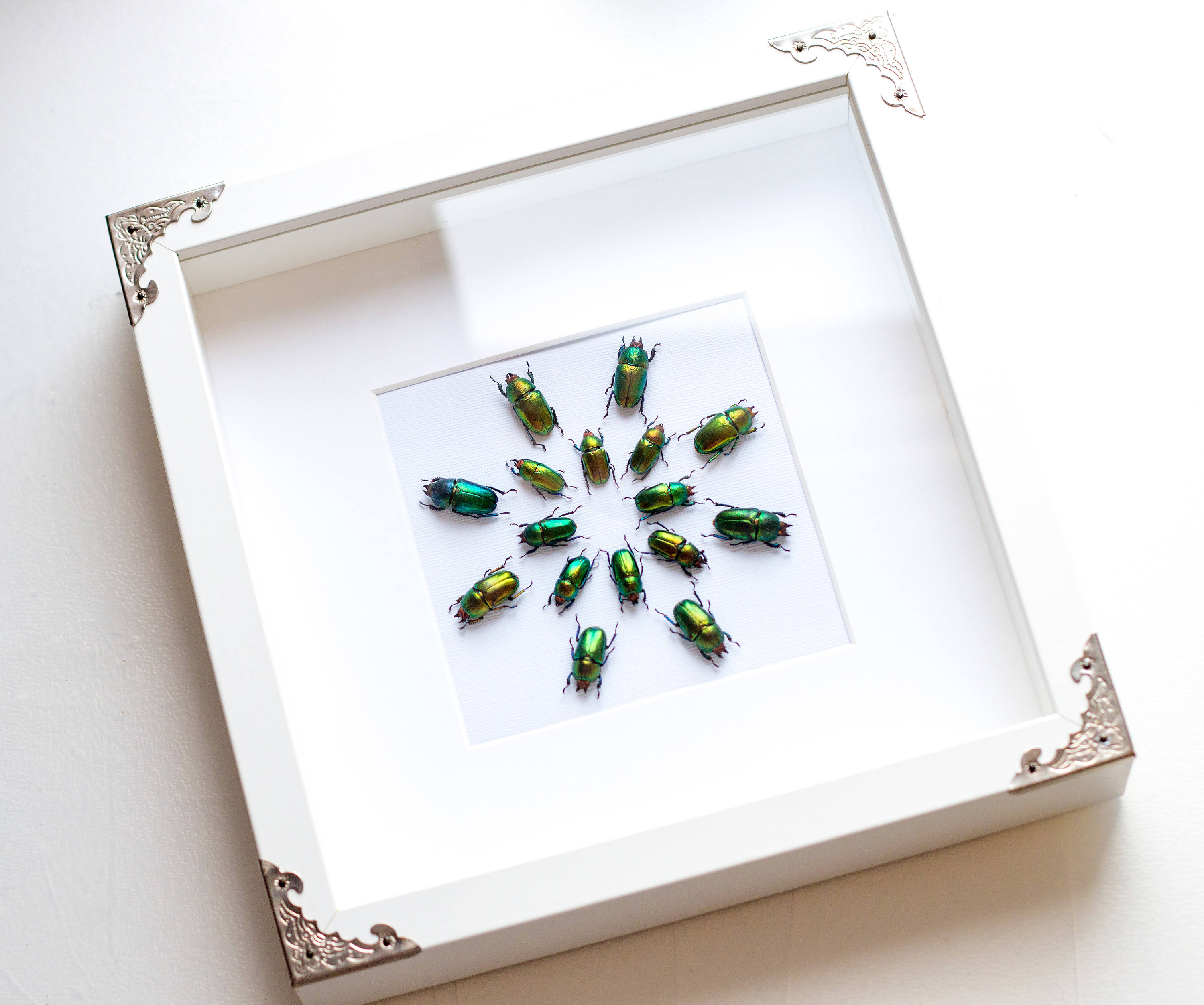 Framed beetles, Lamprima adolphinae