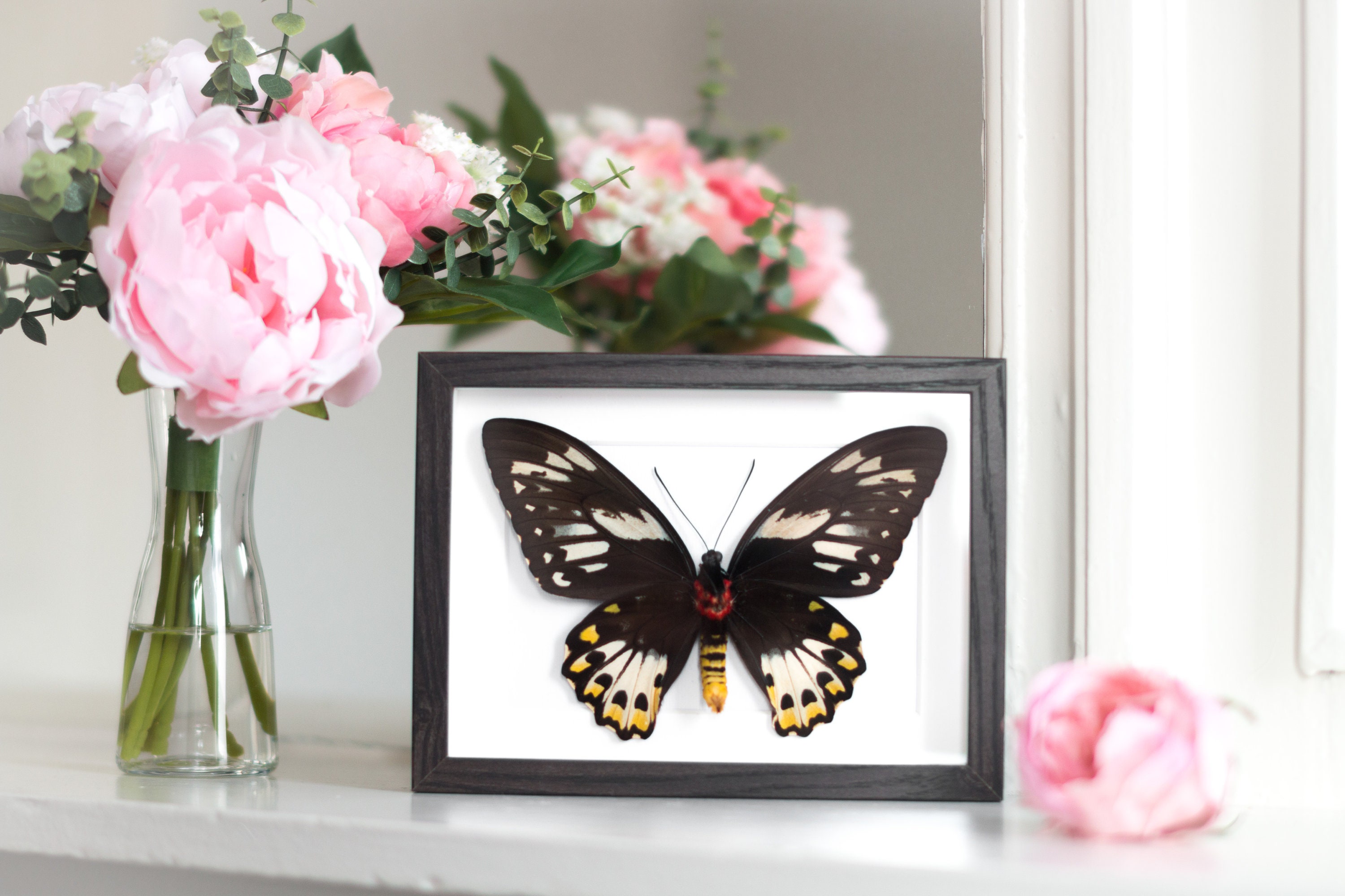 Framed birdwing, Ornithoptera priamus