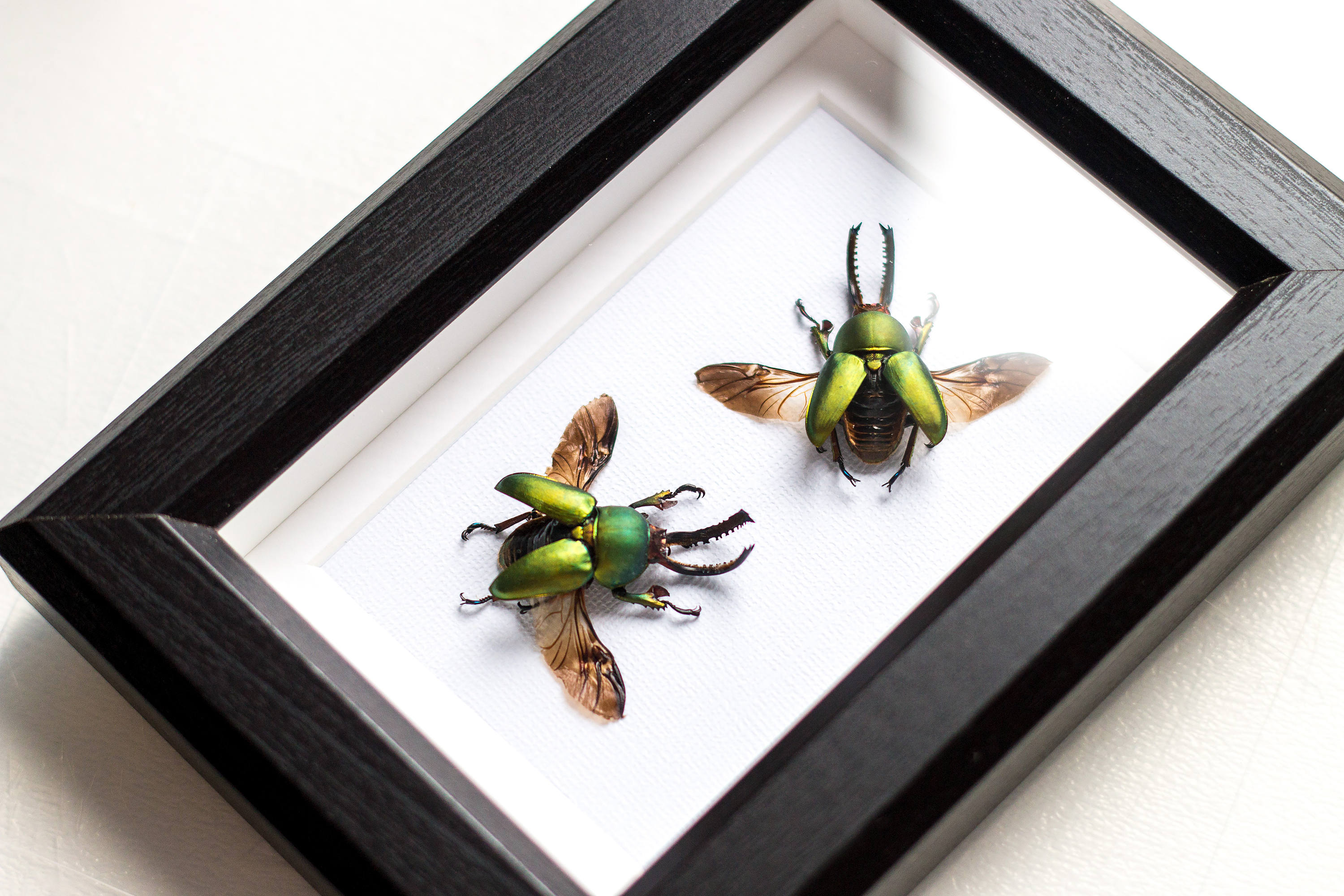 Framed beetles, Lamprima adolphinae