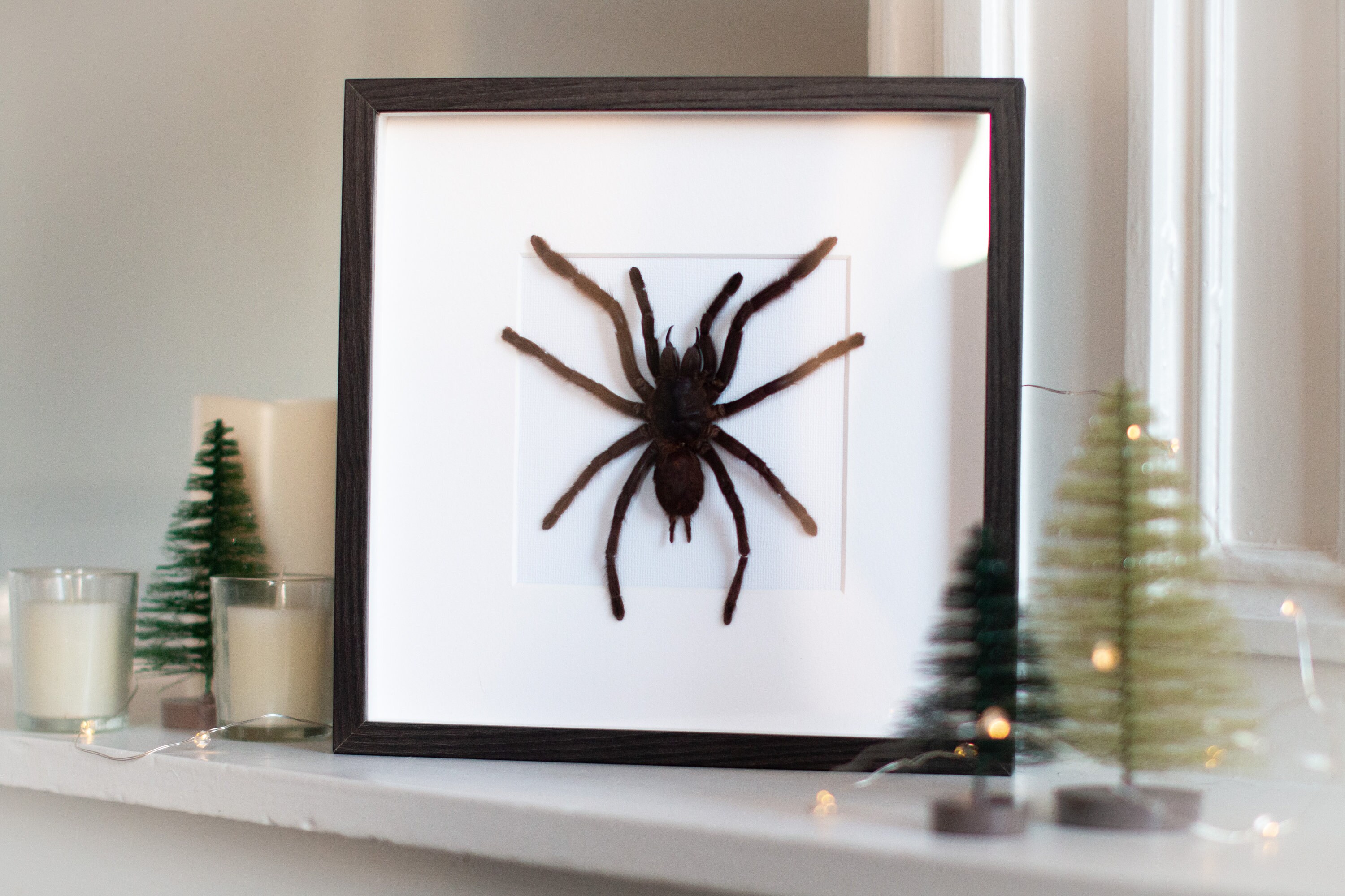 Framed tarantula, Haplopelma minax