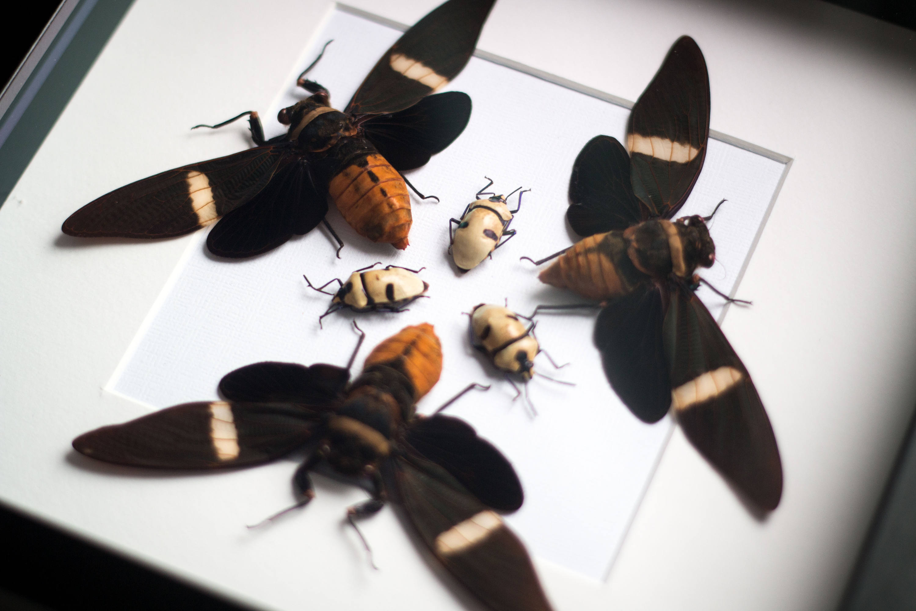 Framed cicada and beetles, Tosena albata & Eucorysses grandis