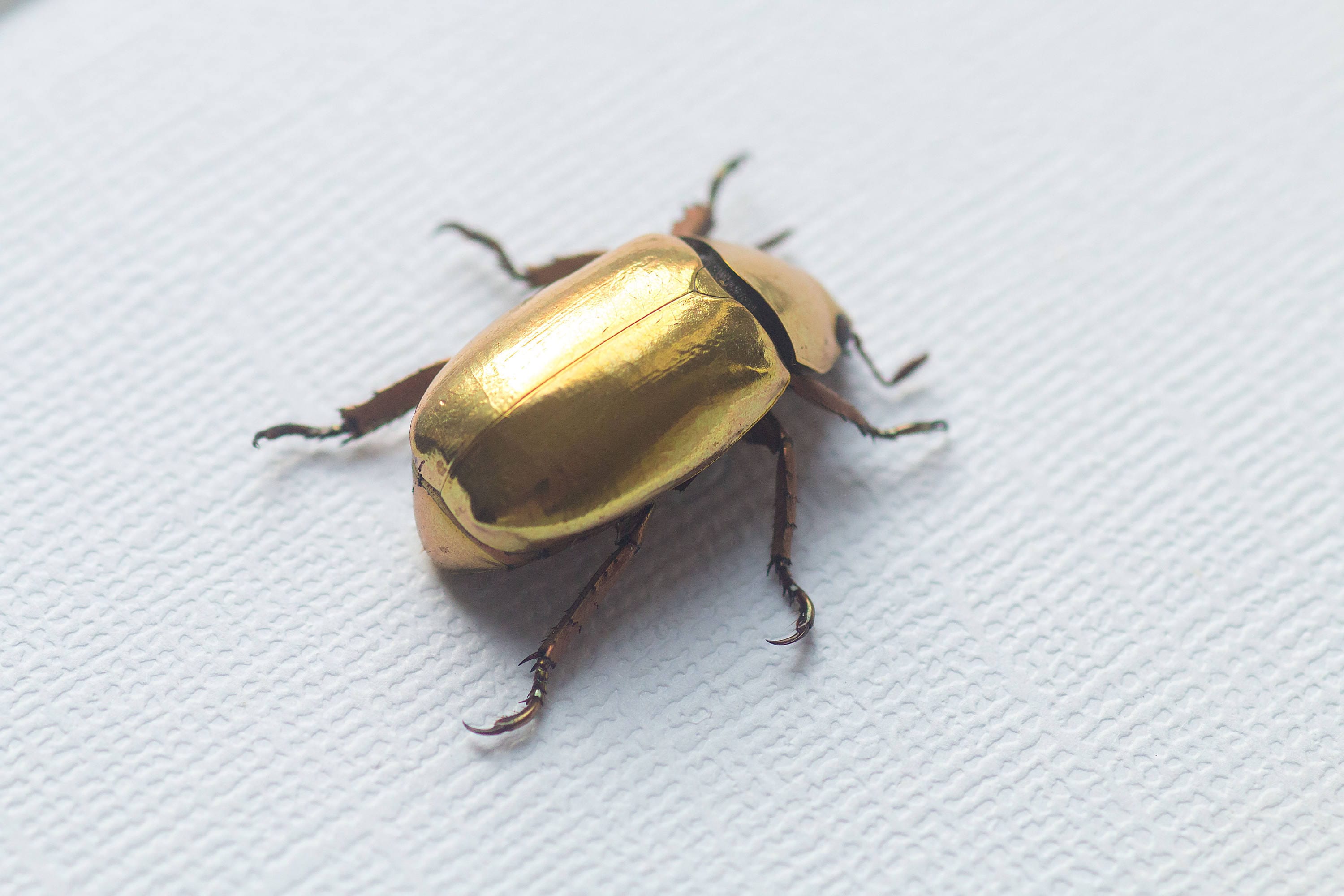 Female Golden Beetles