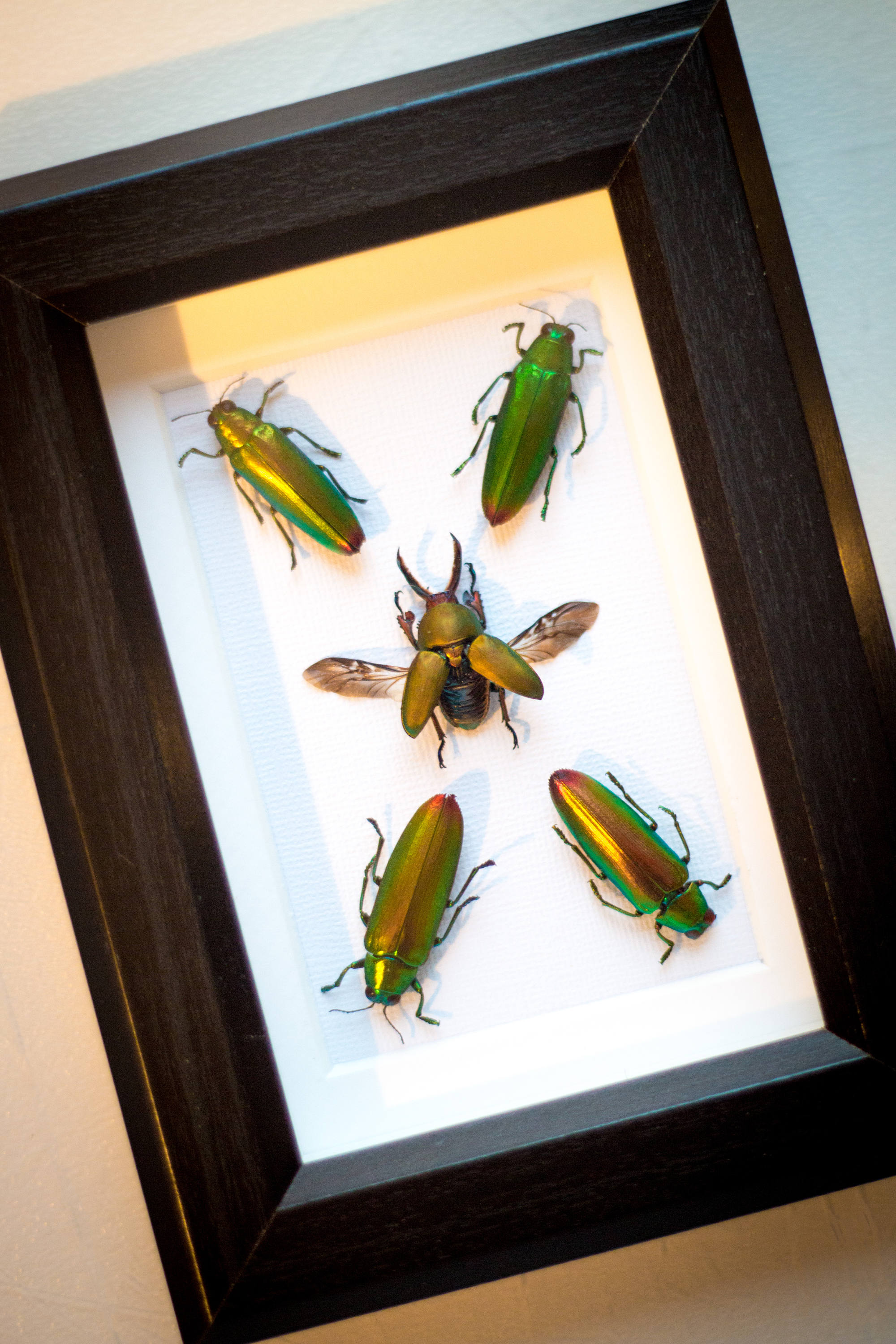 Framed beetles, Chrysochroa aurora & Lamprima adolphinae