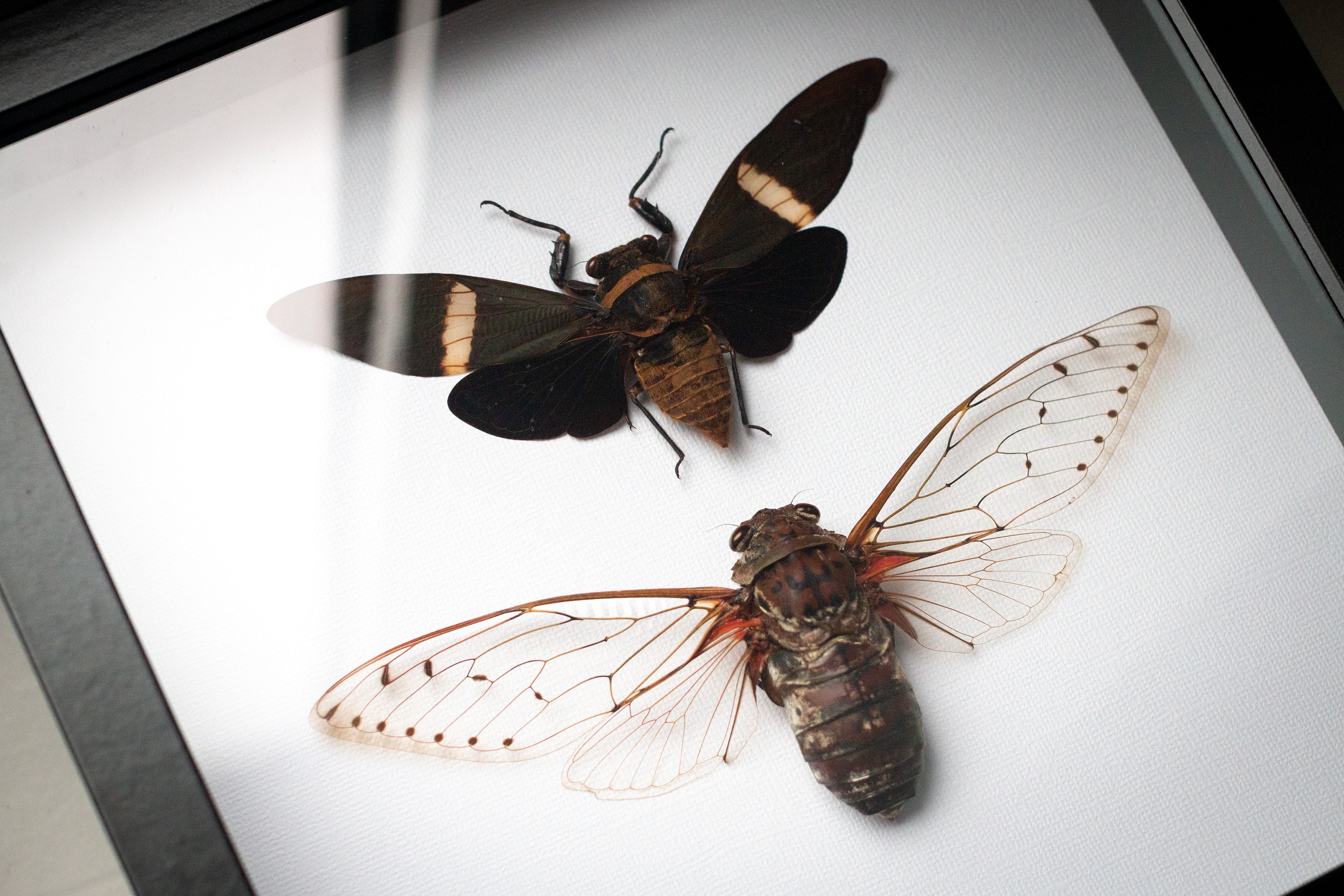 Framed cicadas, biggest in the world Megapomponia imperatoria Tosena albata