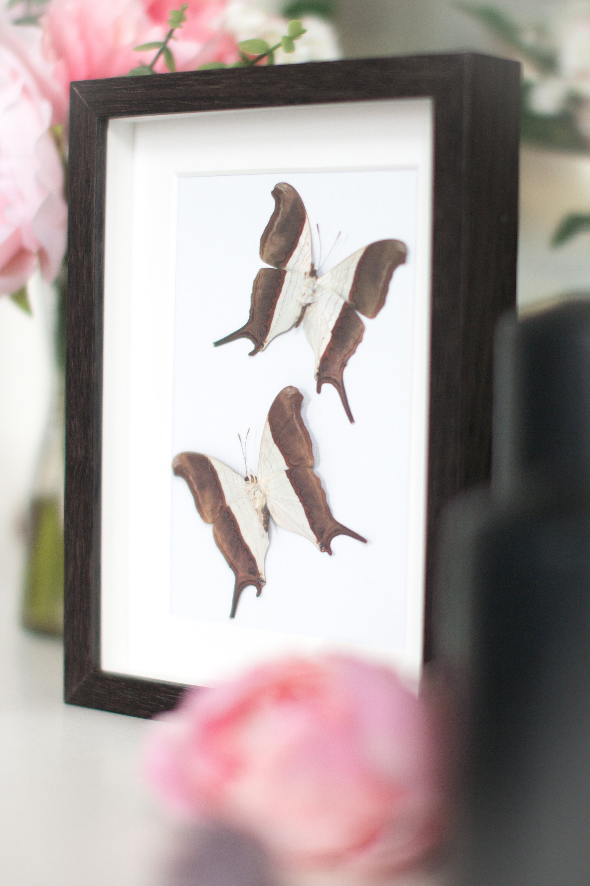 Framed chocolate dipped butterflies, Marpesia coresia