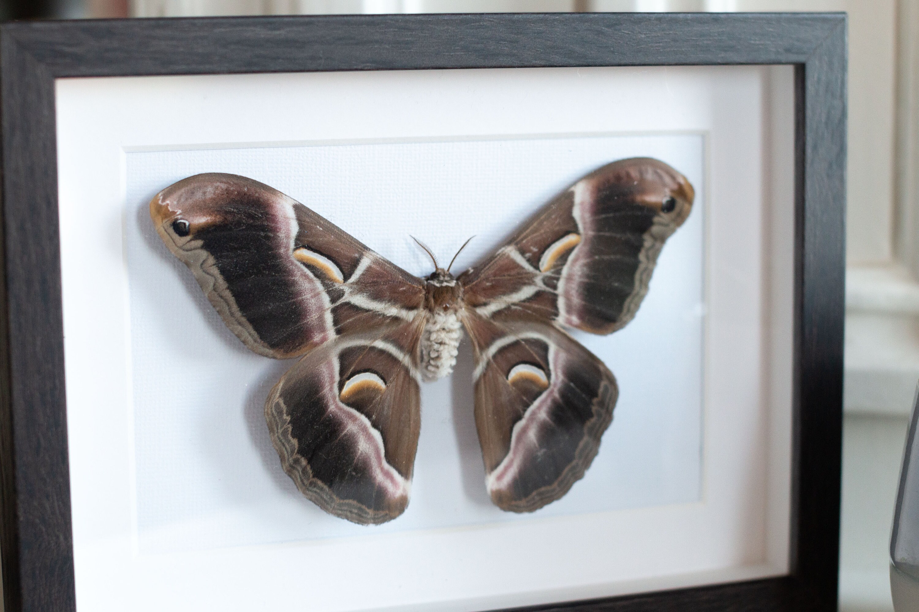 Samia cynthia ricini